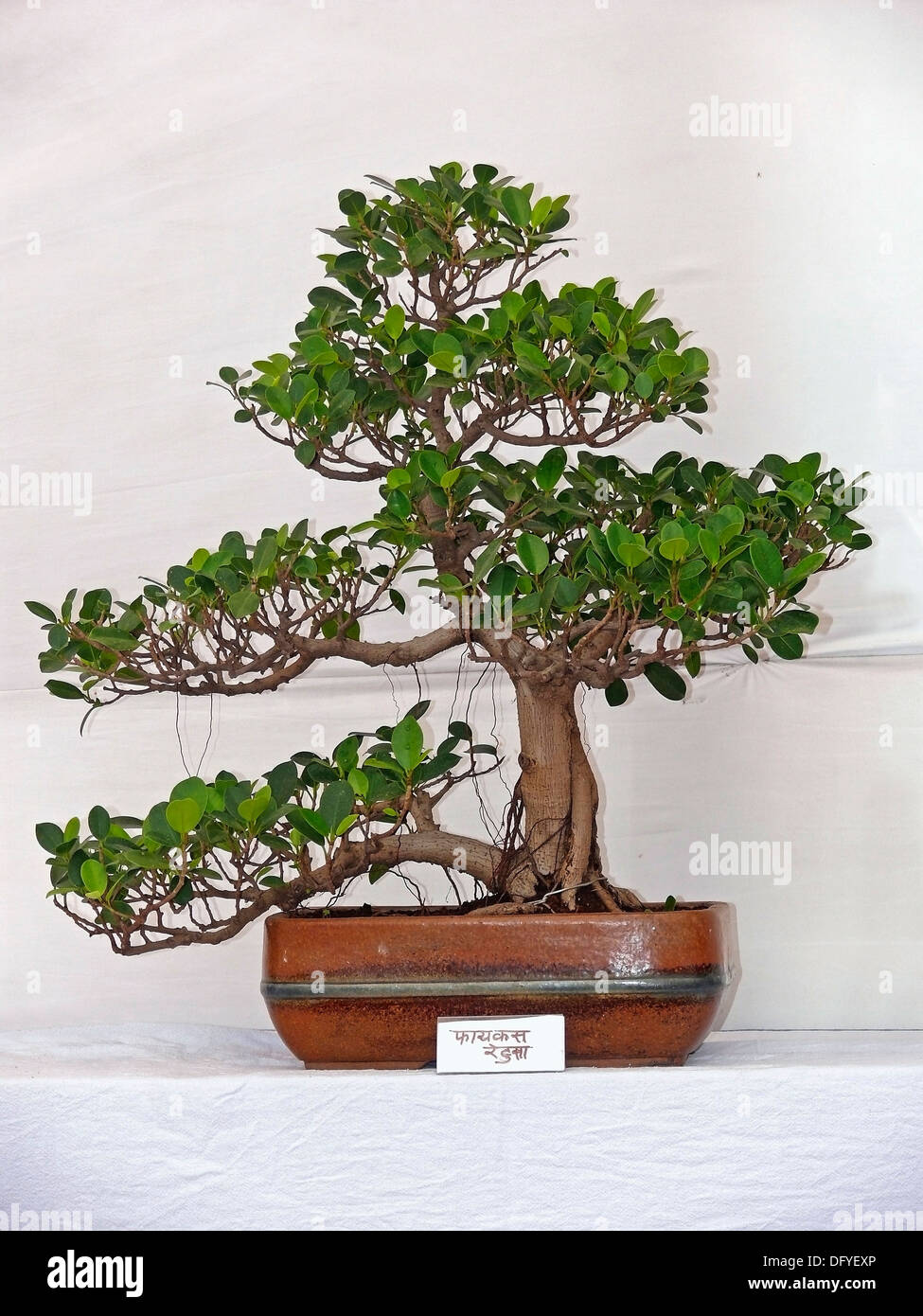 Ficus retusa bonsai Banque de photographies et d’images à haute ...