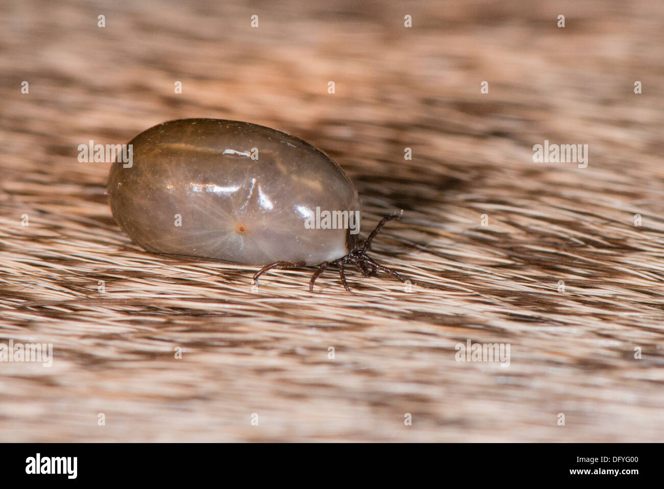 Cerf tique Banque de photographies et d’images à haute résolution - Alamy