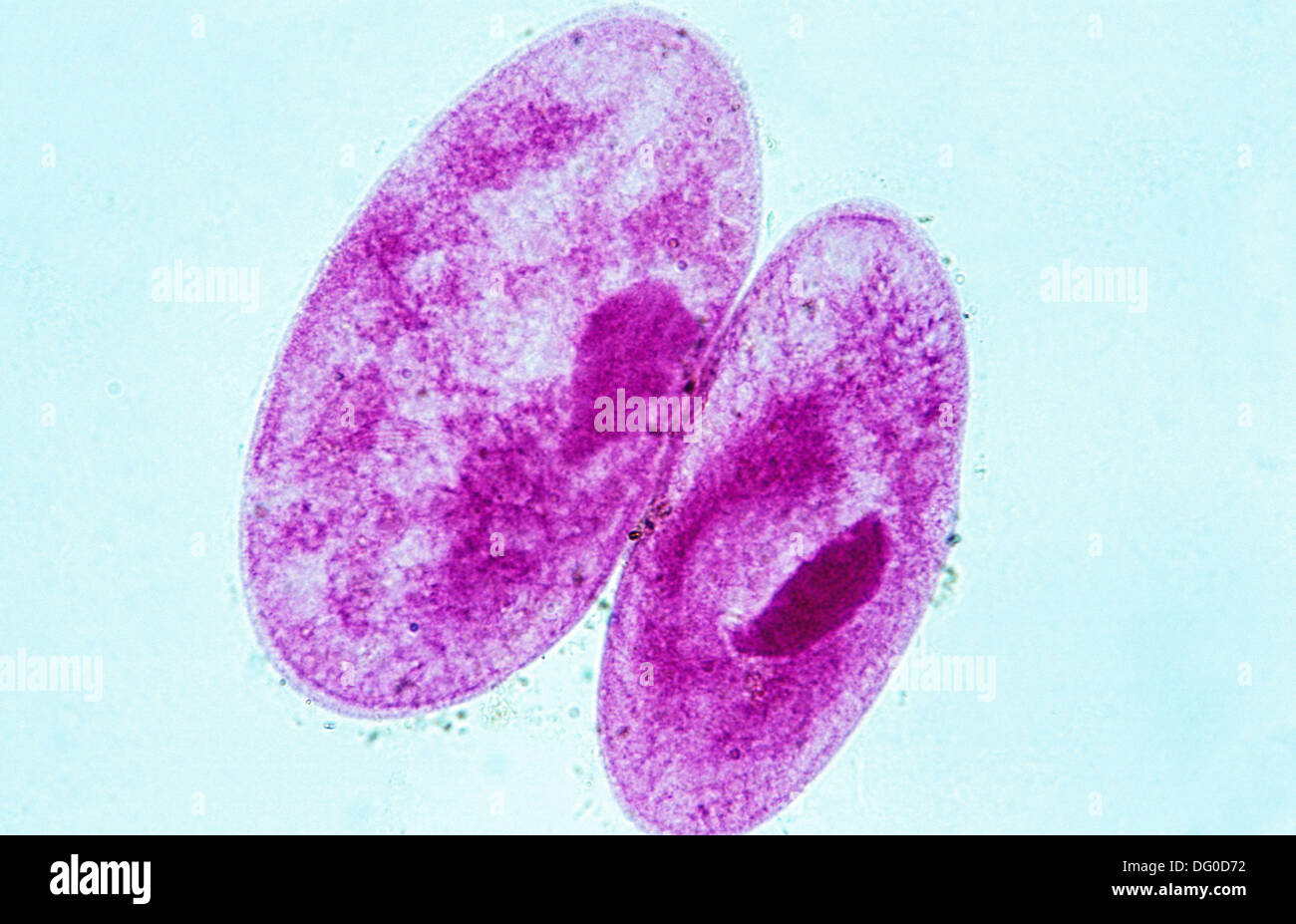 Paramecium Paramecium Banque d'image et photos - Alamy