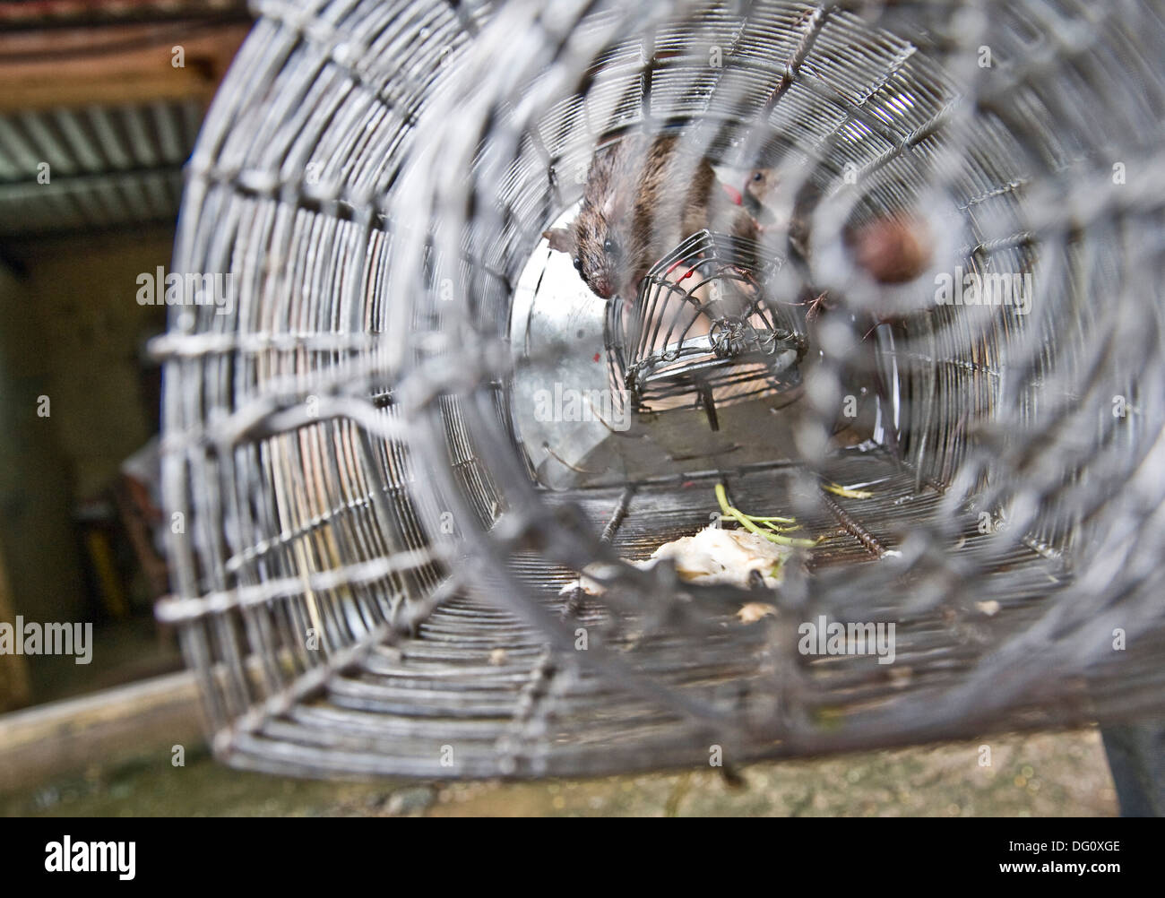 Rat / souris dans un piège à King Edward Memorial Hospital de Parel ...