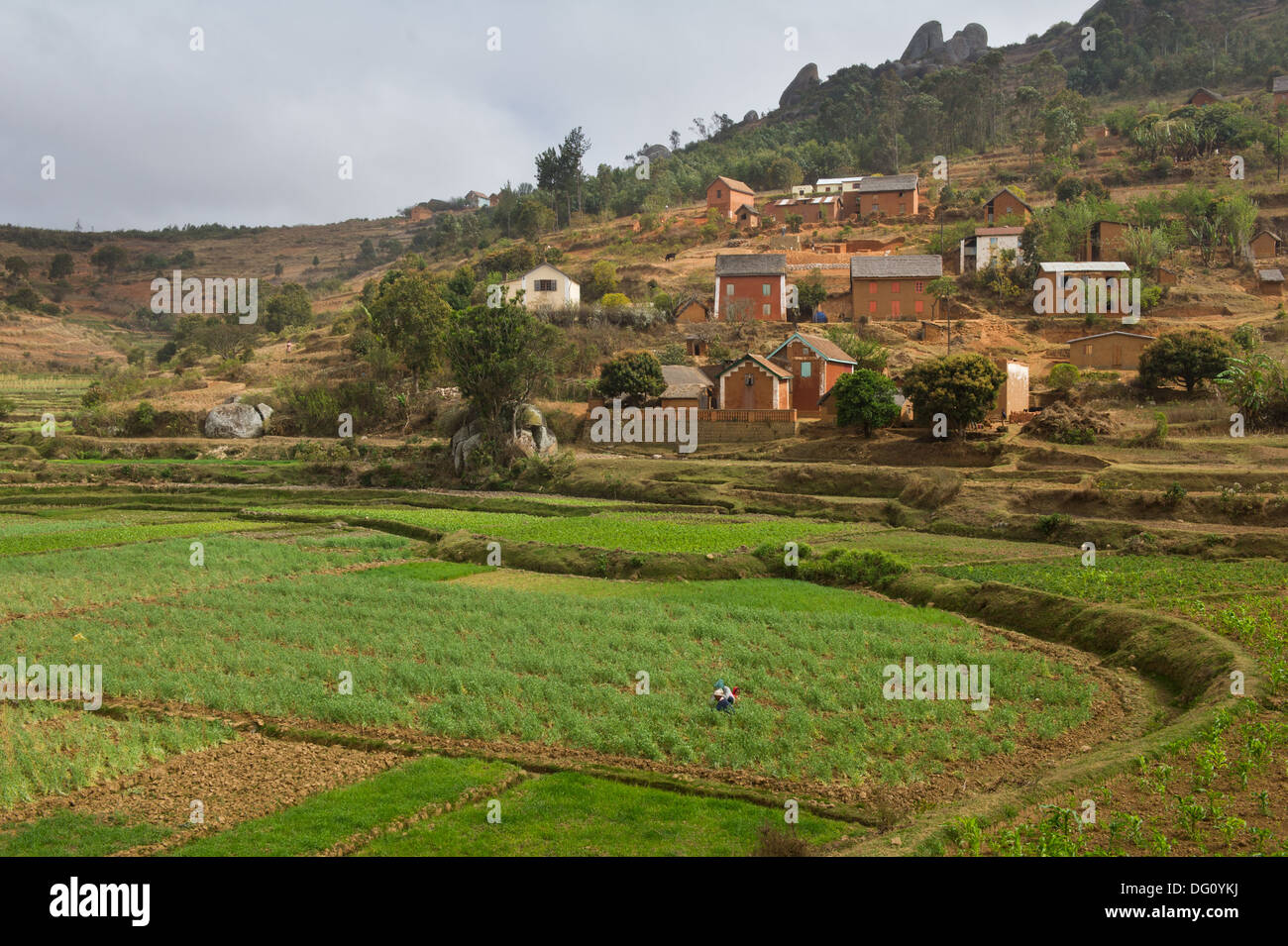 Paysage de rizière madagascar Banque de photographies et d’images à ...