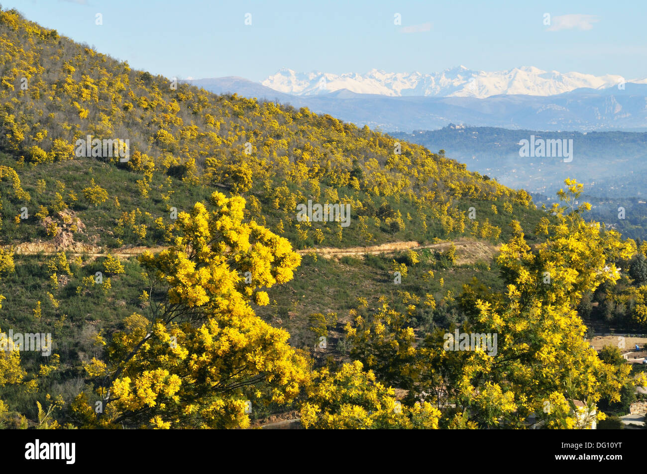 France var tanneron plantation mimosa Banque de photographies et d ...