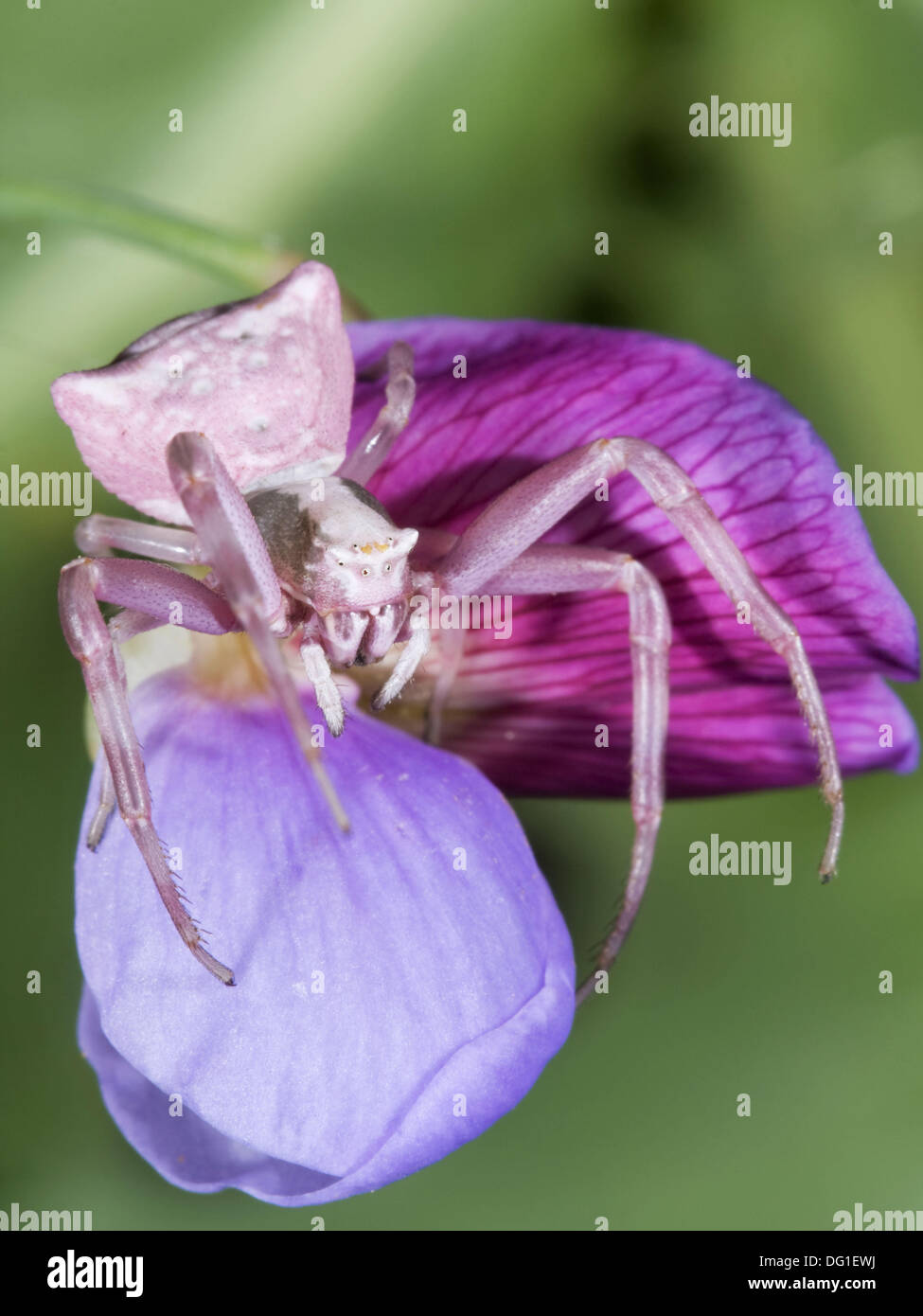 Thomisidae spider Banque de photographies et d’images à haute ...