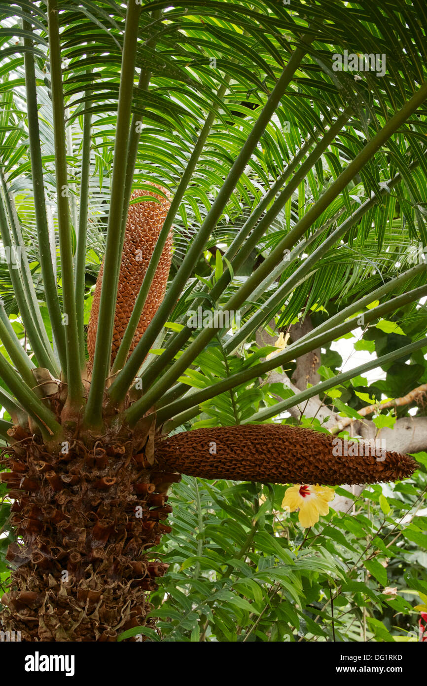 Cycas male cone Banque de photographies et d’images à haute résolution ...