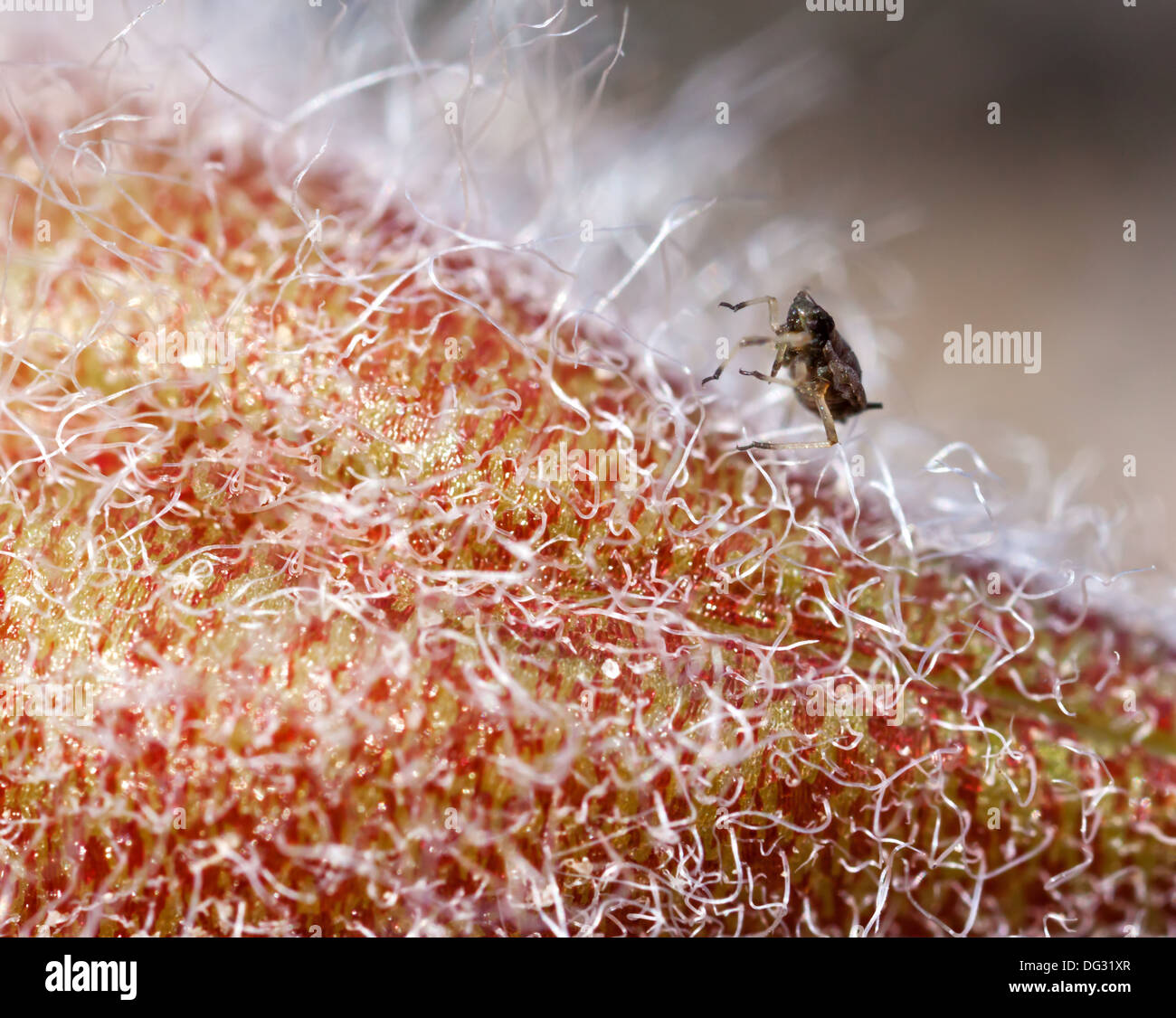 Parasite de pucerons Banque de photographies et d’images à haute ...