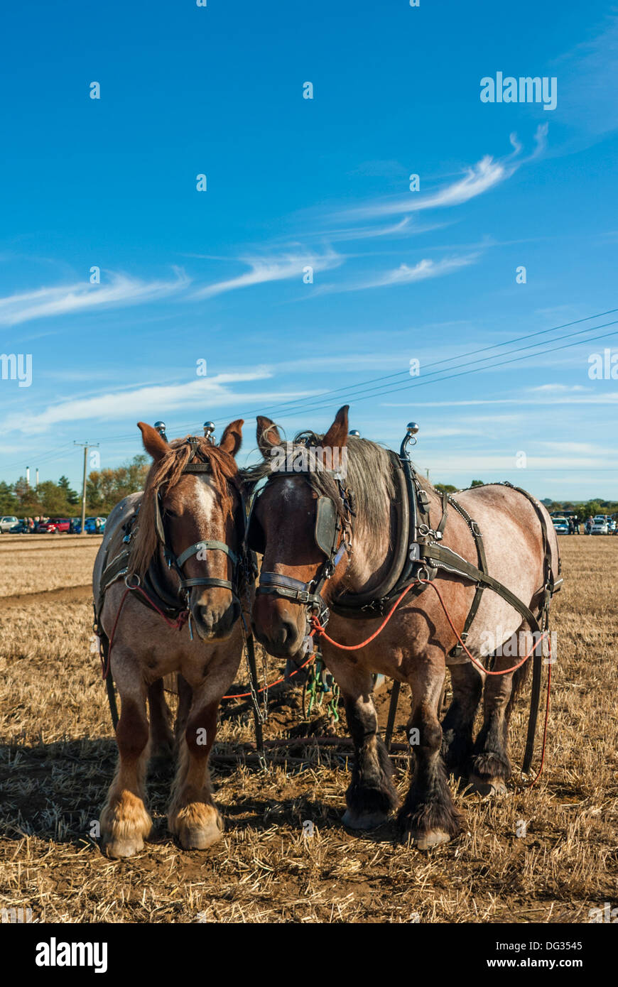 Charrue cheval labour labour Banque de photographies et d’images à ...