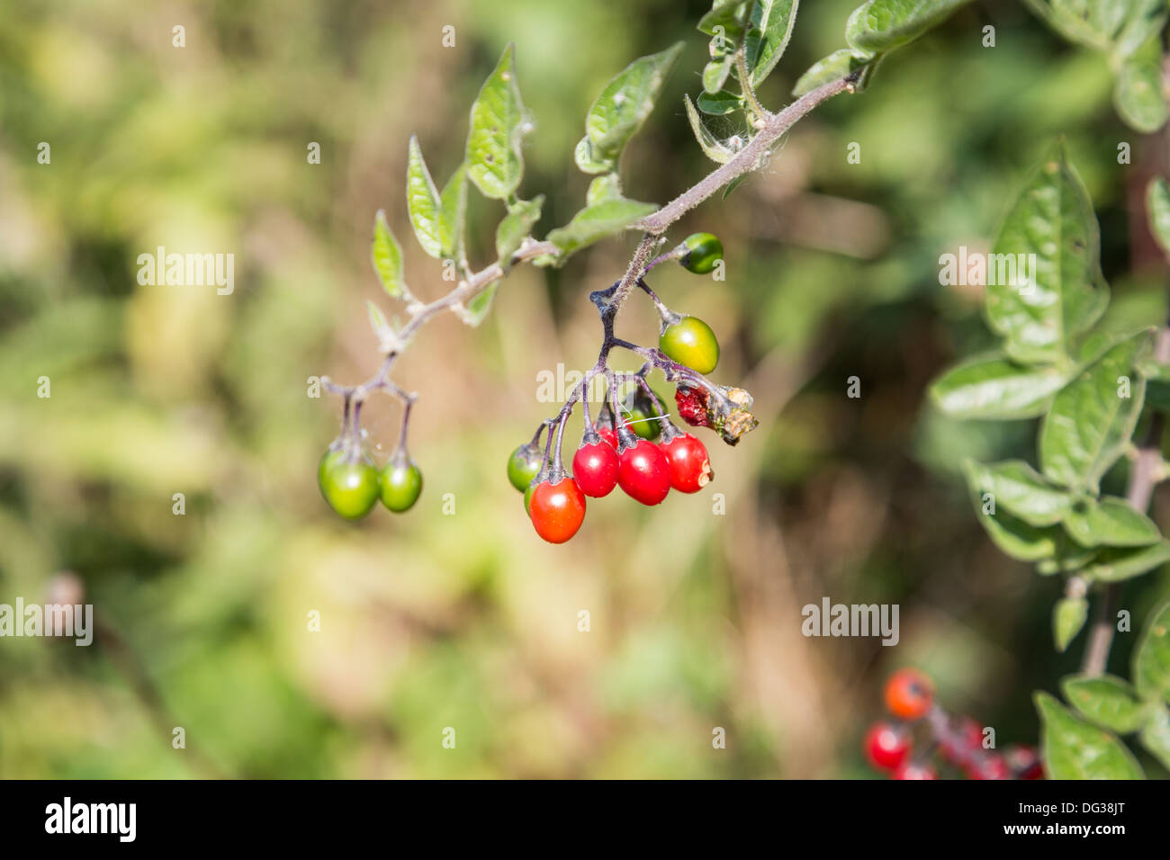 Lumineux attrayants baies rouges et vertes de la belladone, Atropa ...