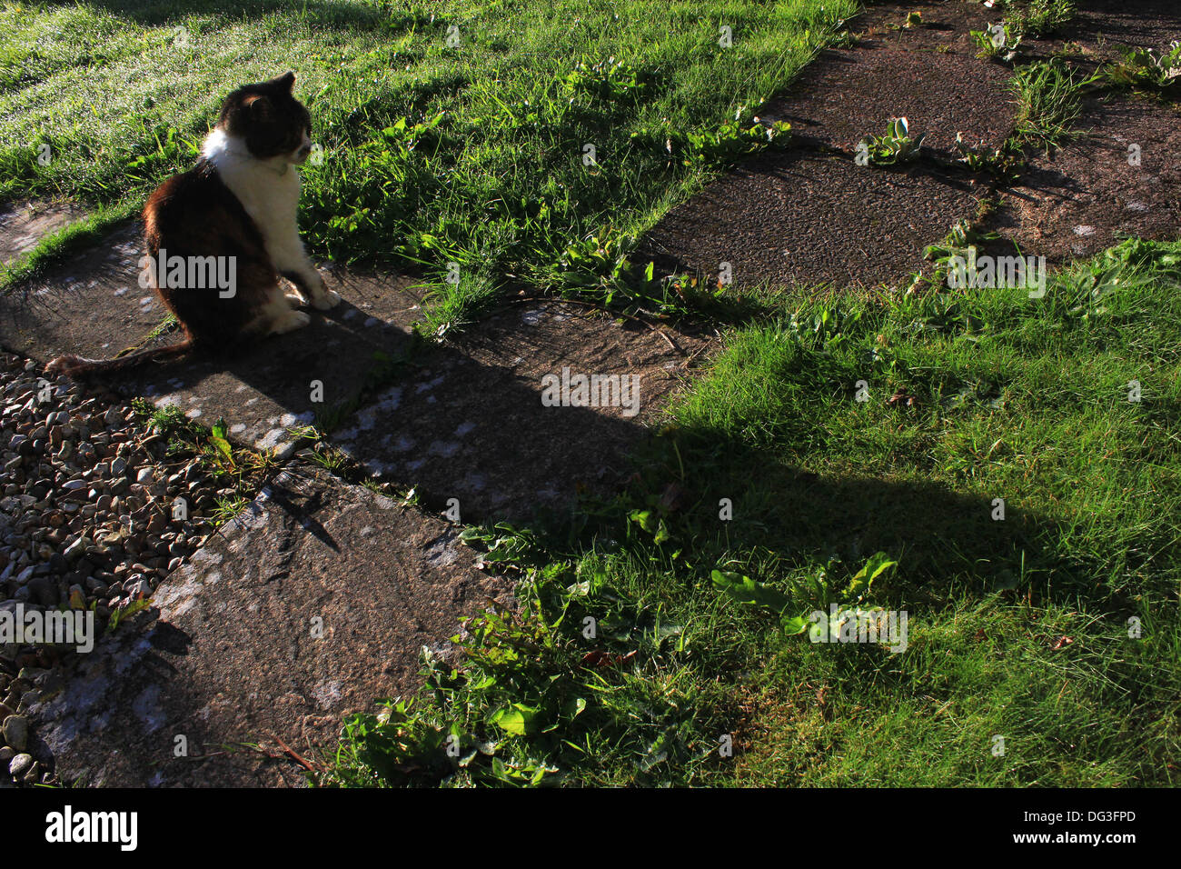 Chat ombre Banque de photographies et d’images à haute résolution - Alamy