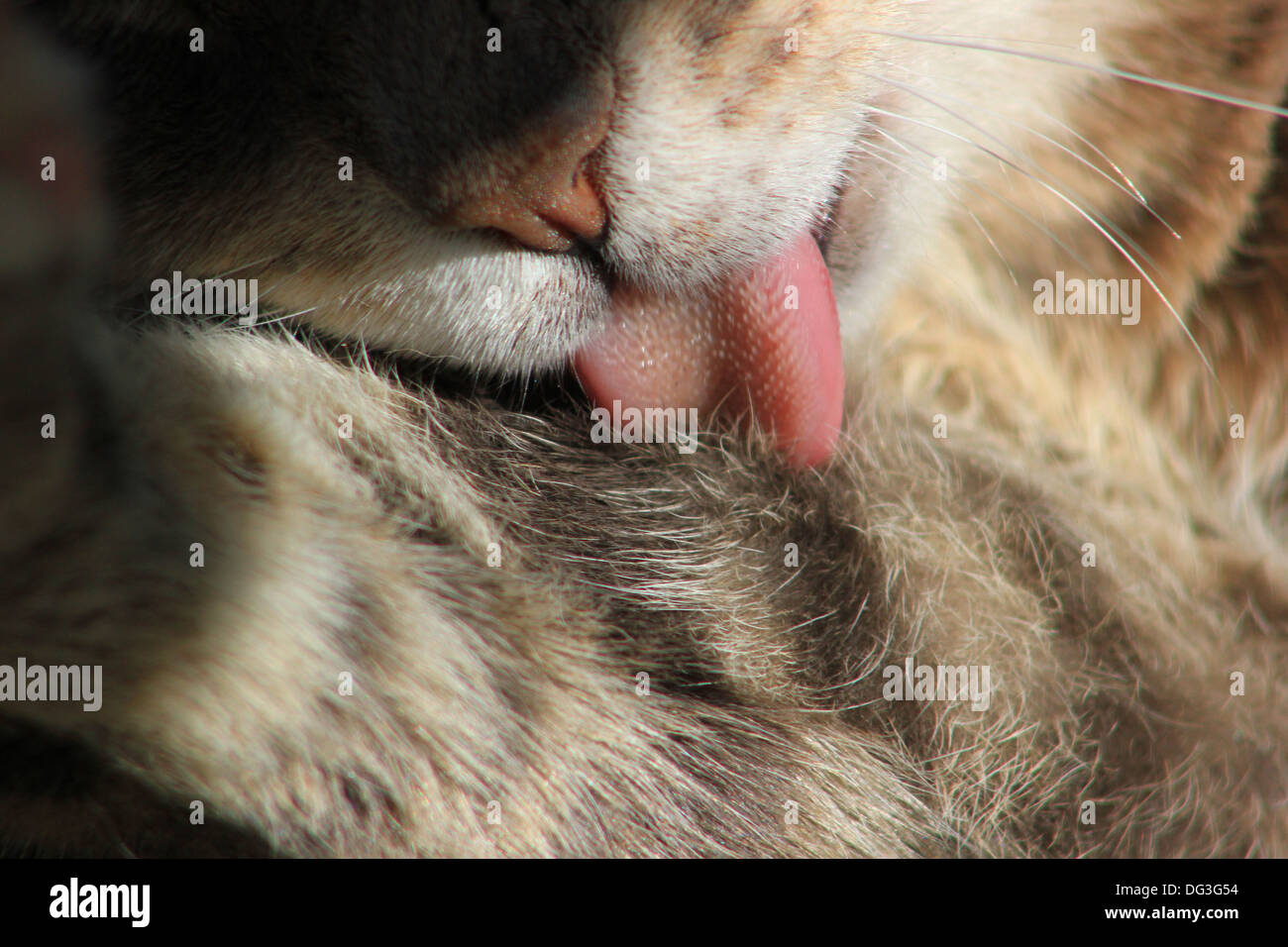 Cat Licking Banque De Photographies Et Dimages à Haute Résolution Alamy 1383