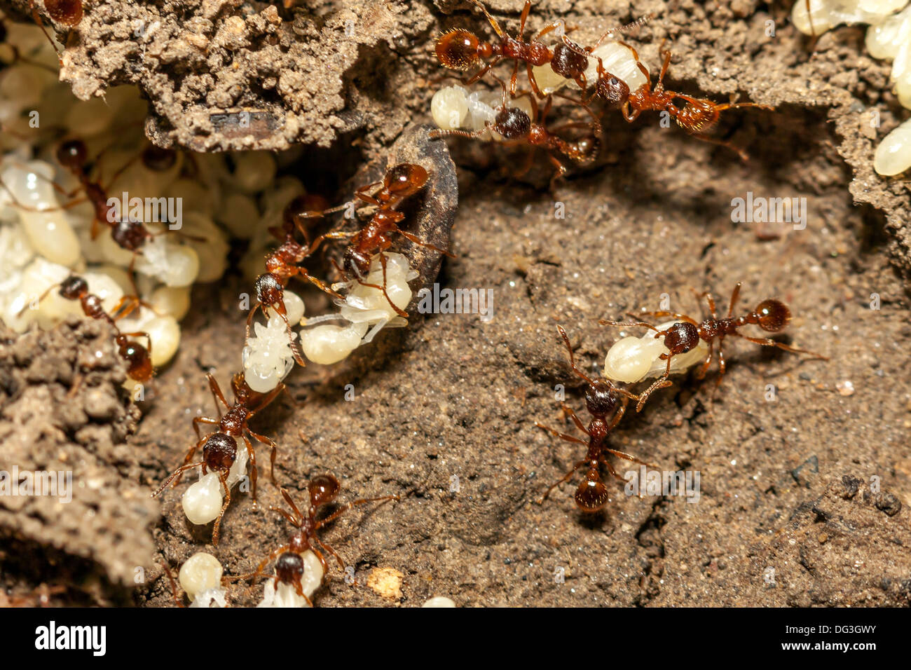 œufs de fourmis Banque de photographies et d’images à haute résolution ...