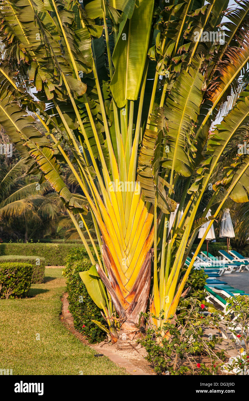 Ravenal plants Banque de photographies et d’images à haute résolution ...