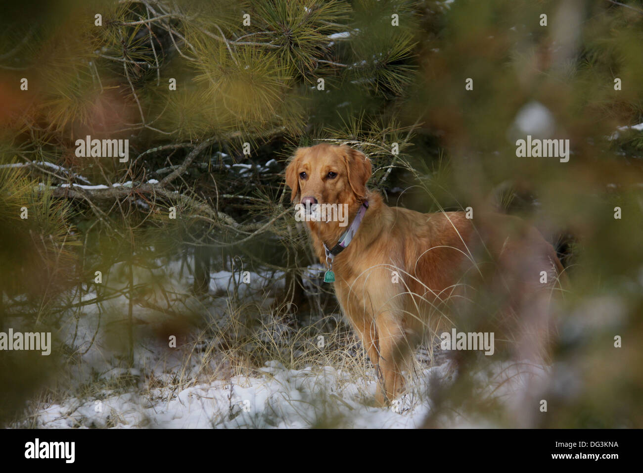 Golden retriever in snow Banque de photographies et d’images à haute ...