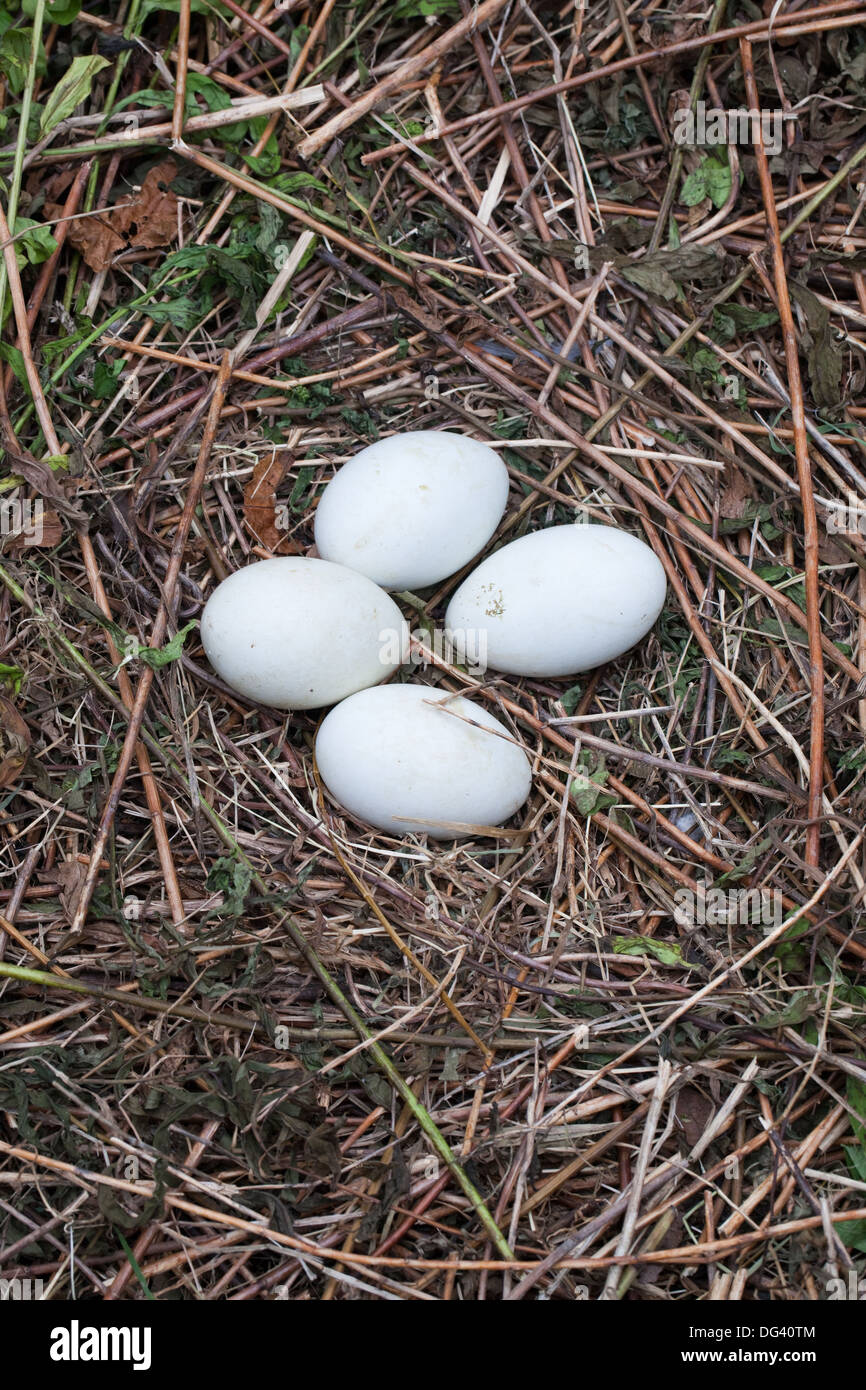 Aviculture mali Banque de photographies et d’images à haute résolution ...