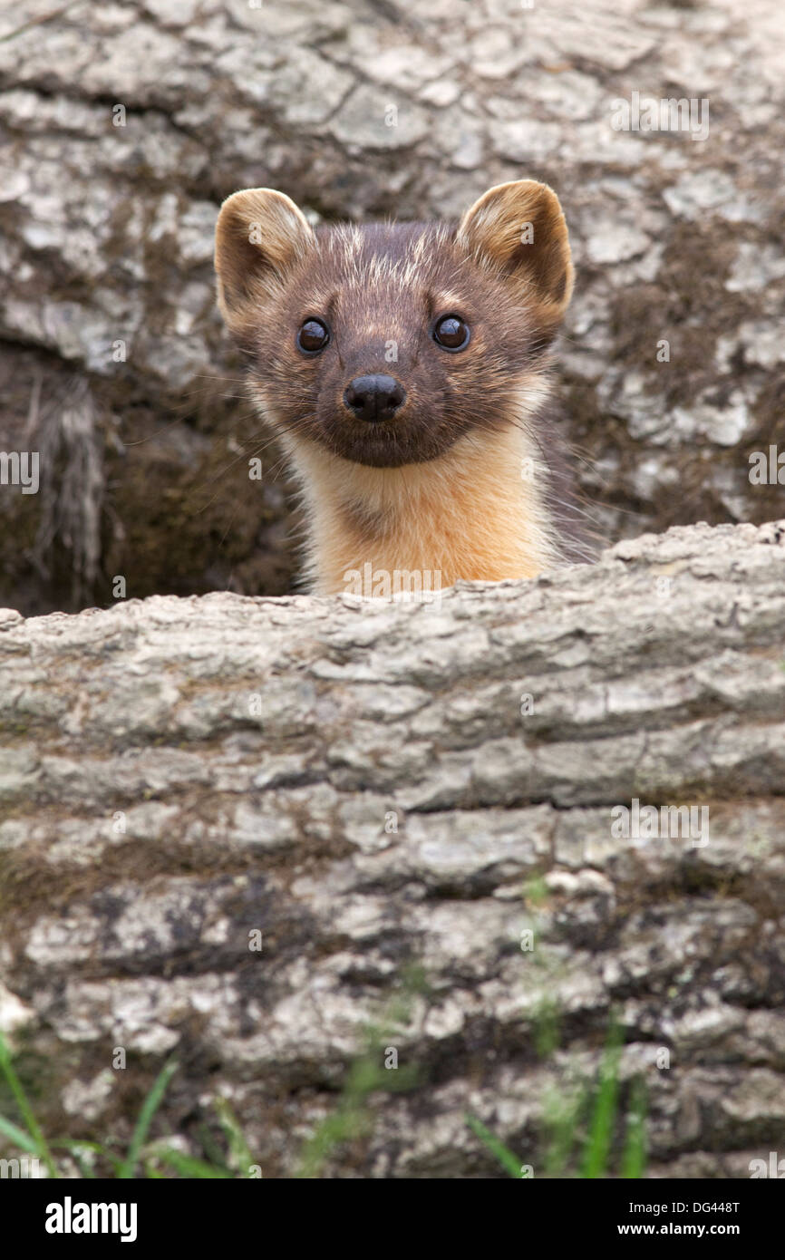 Martre des pins Banque de photographies et d’images à haute résolution ...
