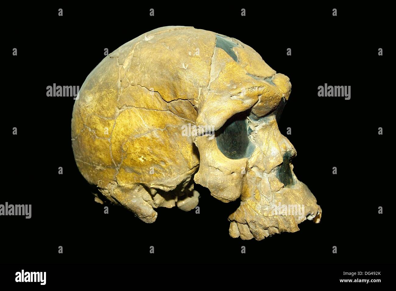Fossile humain Banque de photographies et d’images à haute résolution ...