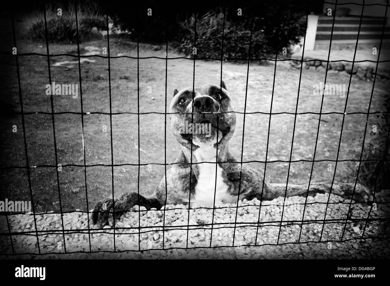 Cara de perro Banque de photographies et d’images à haute résolution ...