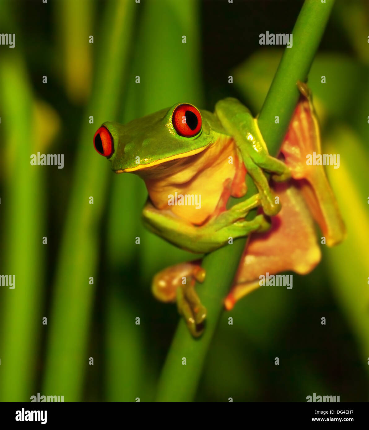 Grenouille yeux rouges Banque de photographies et d’images à haute ...