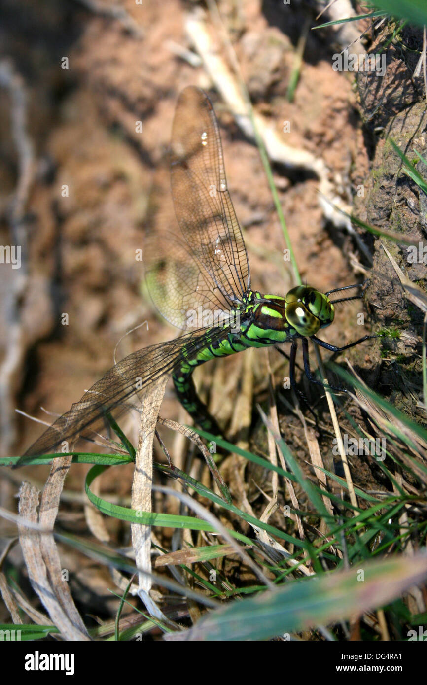 Insecte pondant des oeufs Banque d'image et photos - Page 3 - Alamy