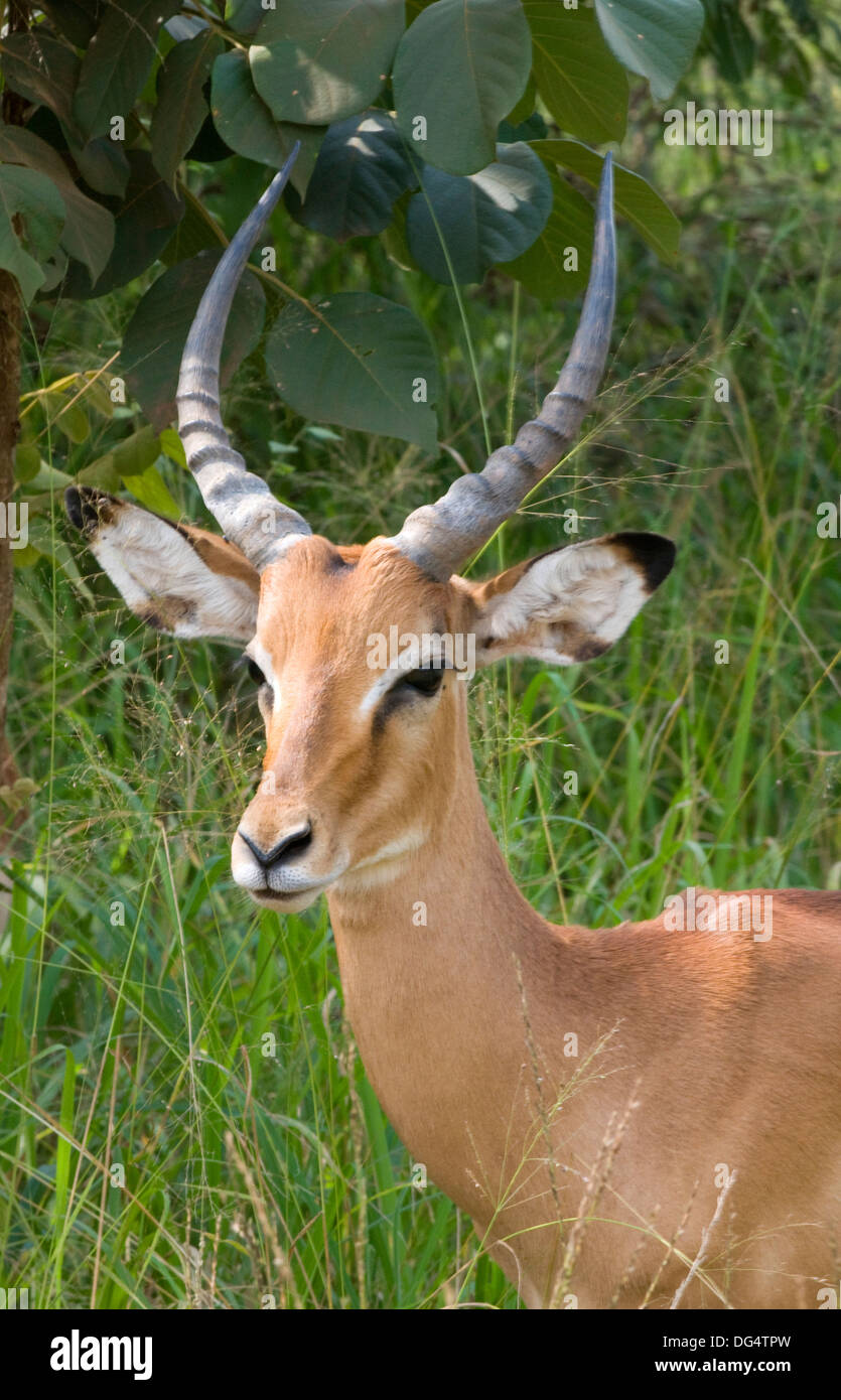 Gazelle stotting Banque de photographies et d’images à haute résolution ...