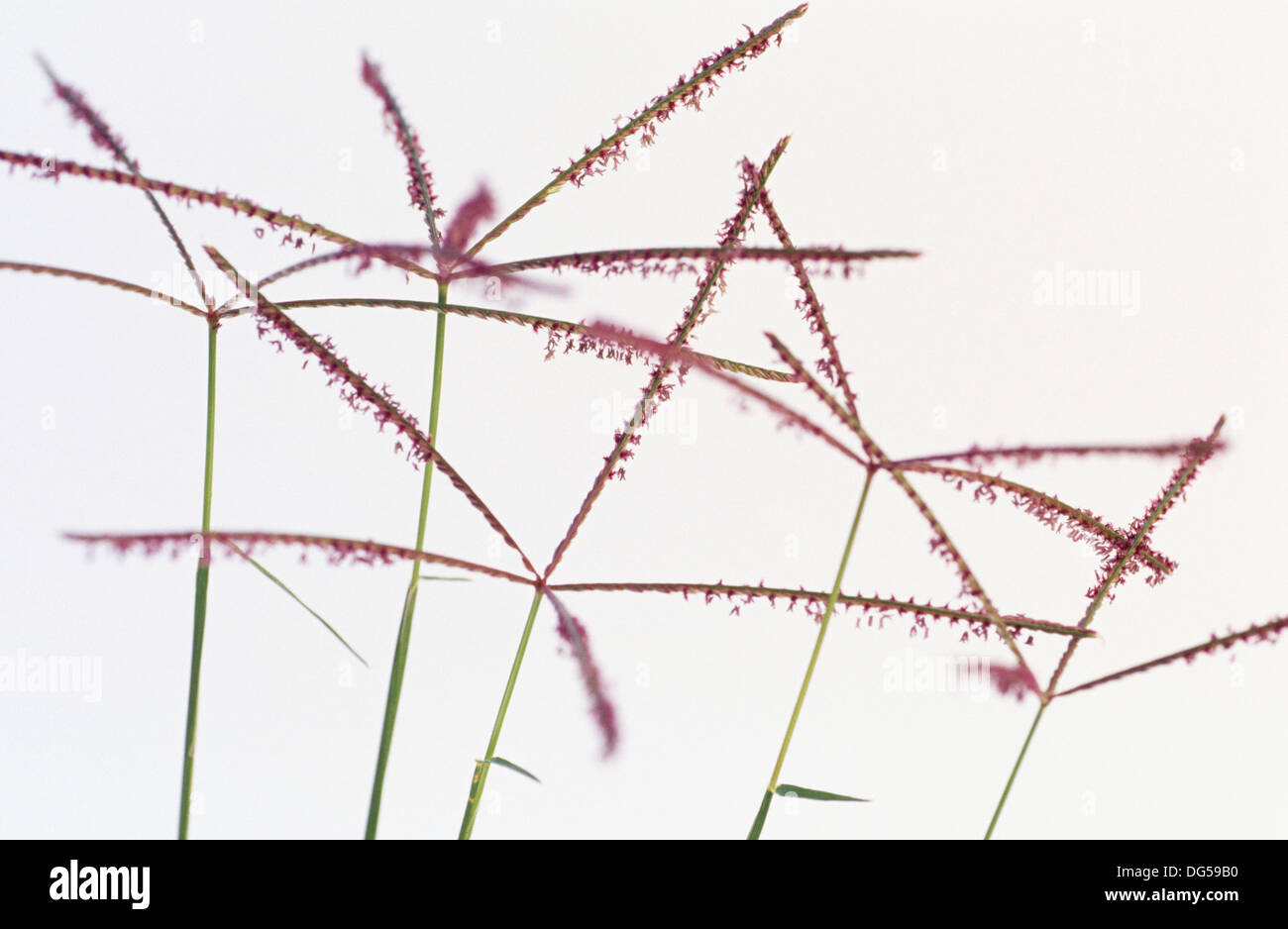 Bermuda grass cynodon dactylon Banque de photographies et d’images à ...