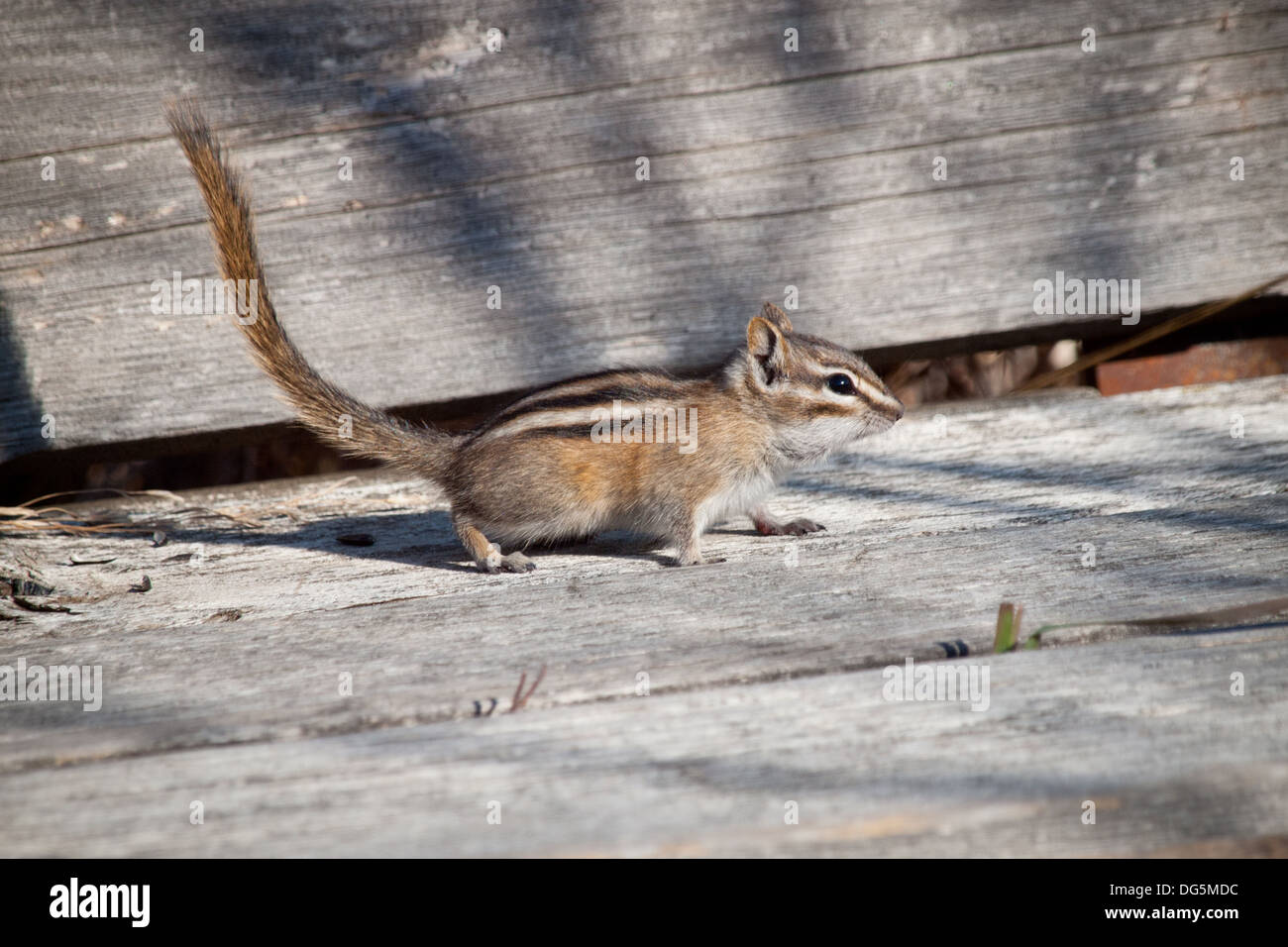 Moins tamia manger des graines de tournesol Banque de photographies et ...