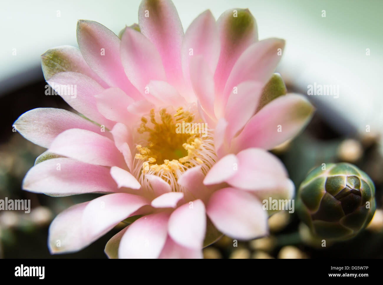 Fleur de cactus rose Banque de photographies et d’images à haute ...