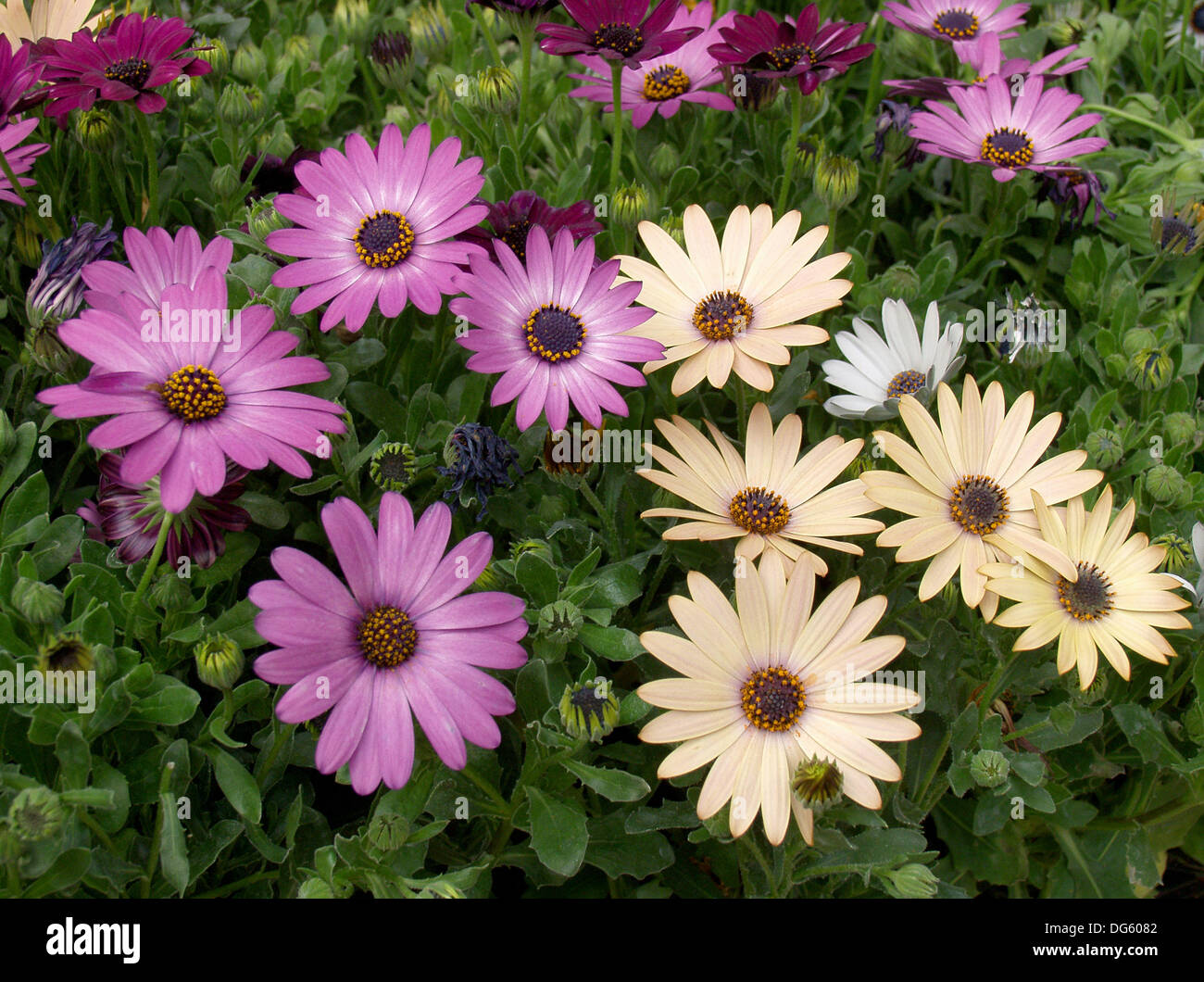 Dimorphoteca sp Banque de photographies et d’images à haute résolution ...