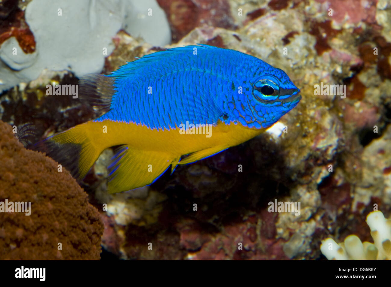 Chrysiptera hemicyanea Banque de photographies et d’images à haute ...