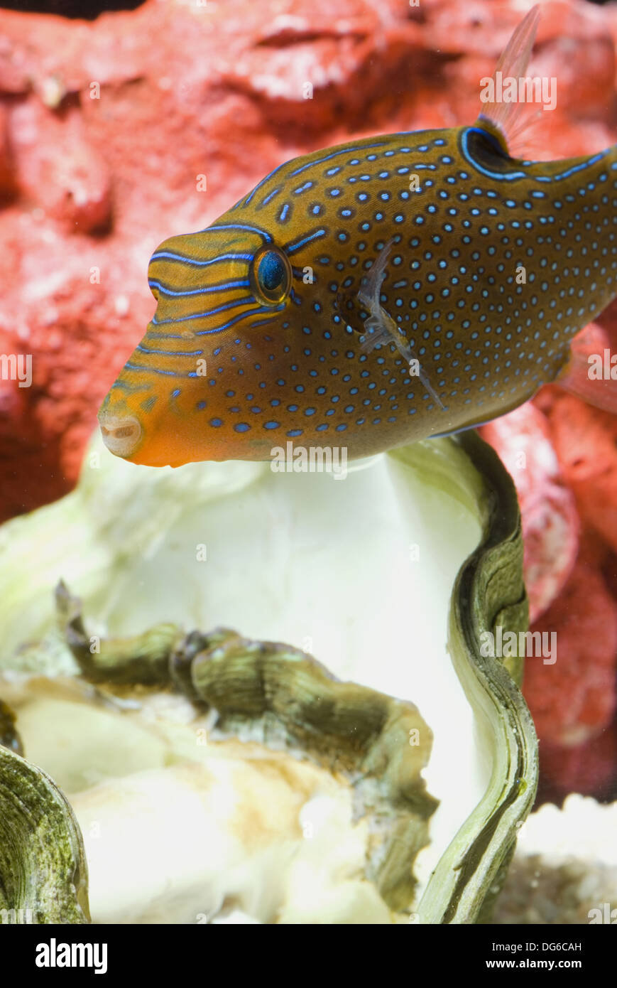 Papoo toby pufferfish Banque de photographies et d’images à haute ...