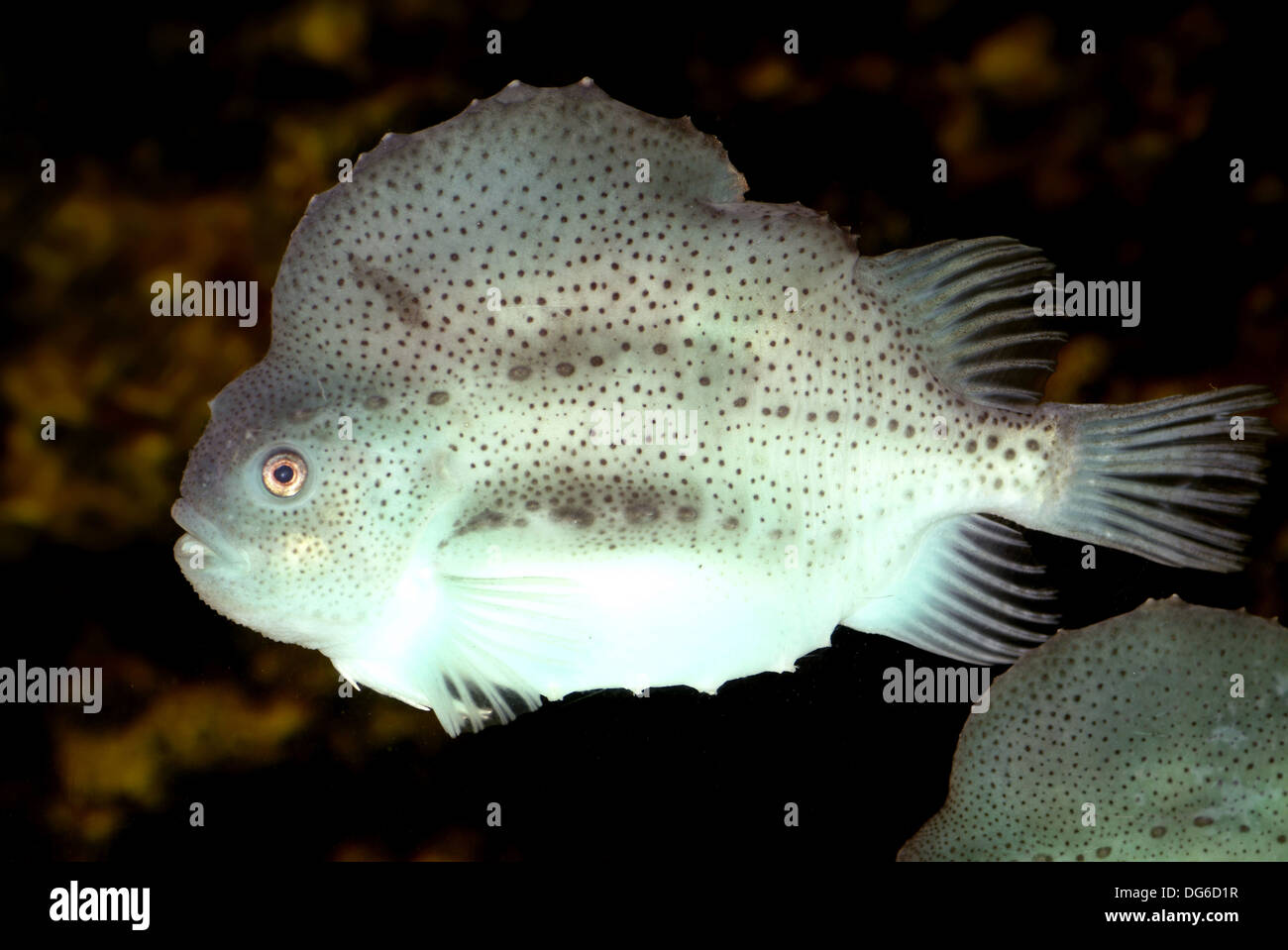 Les lompes Banque de photographies et d’images à haute résolution - Alamy