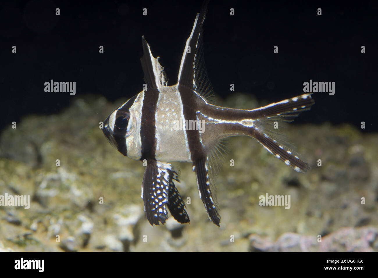 Poissons Cardinaux Banque d'image et photos - Alamy
