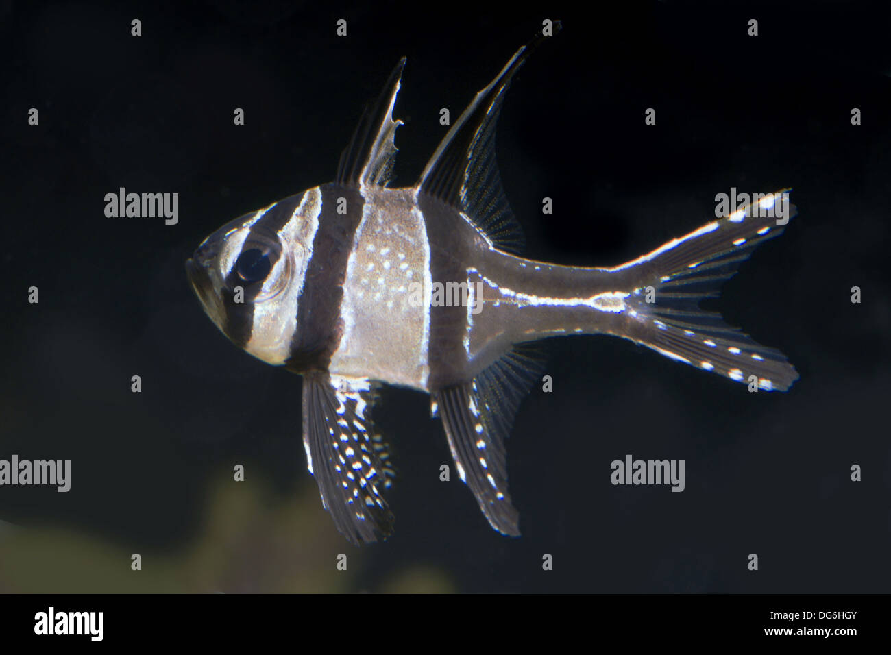 Poissons cardinaux banggai Banque de photographies et d’images à haute ...