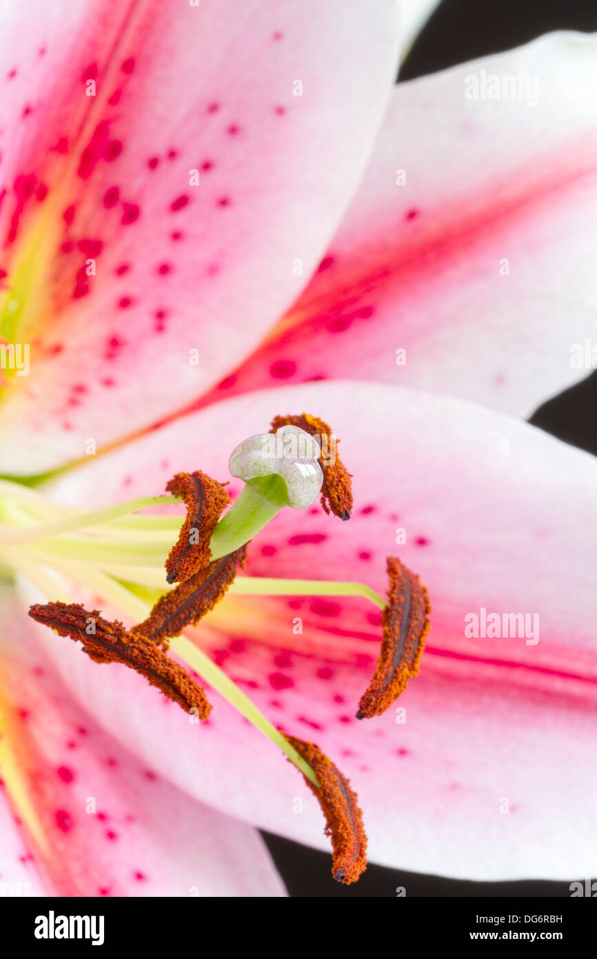 Fleur de lys blanc rose Banque de photographies et d’images à haute résolution - Alamy