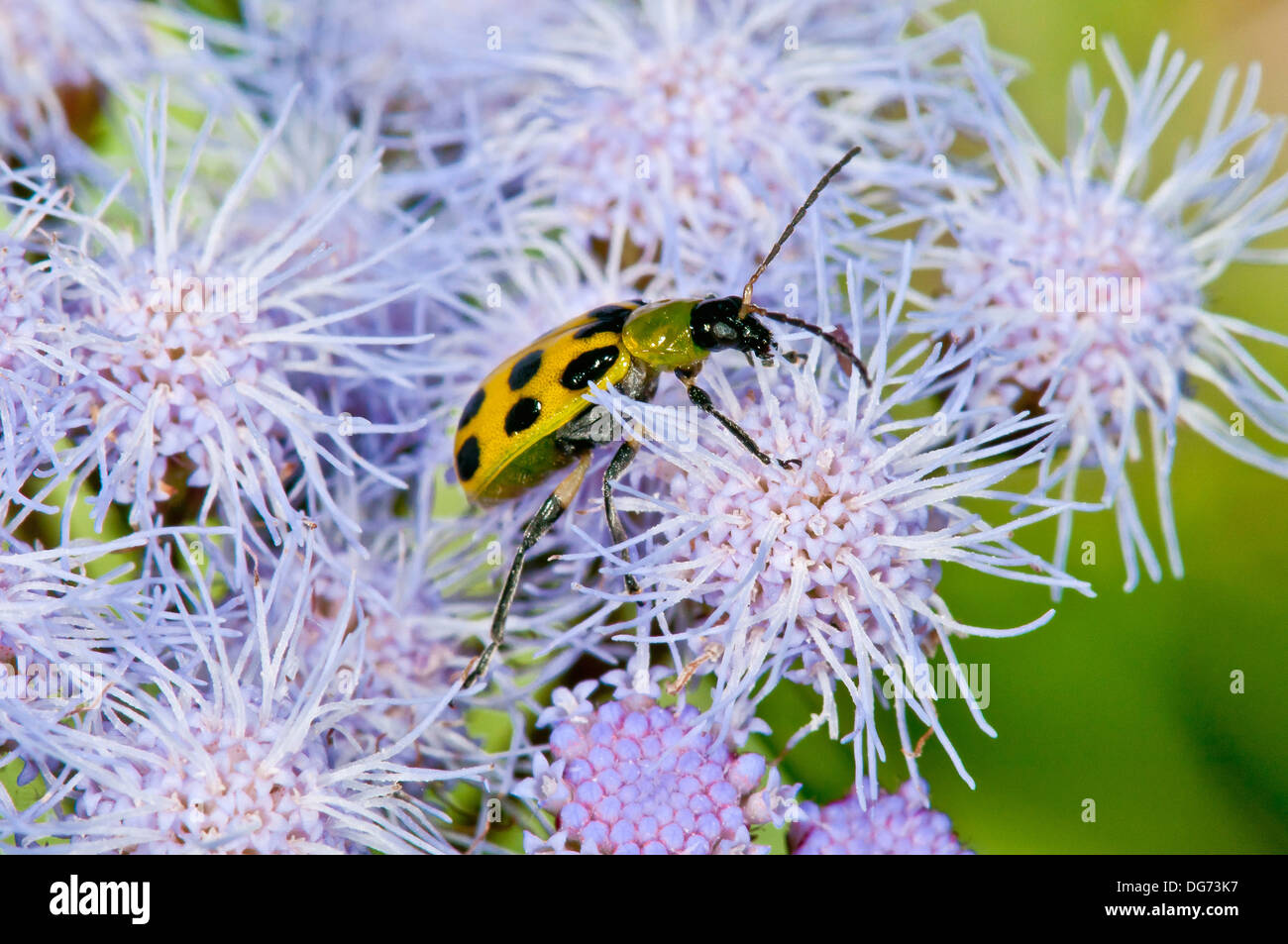 Spotted cucumber beetle diabrotica undecimpunctata Banque de ...