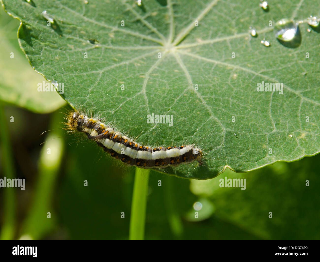 Dagger moth caterpillar Banque de photographies et d’images à haute ...