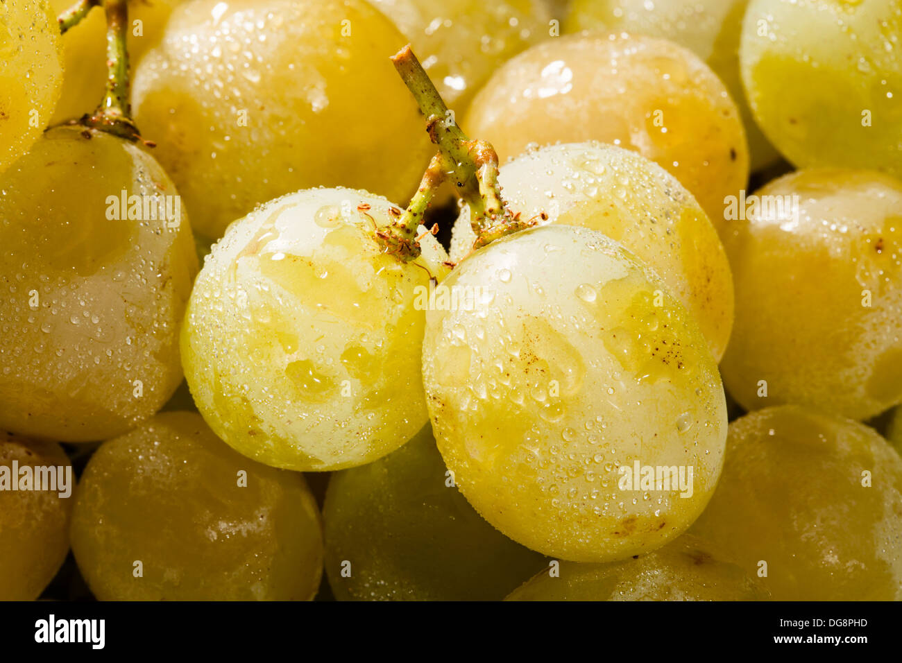 Muscat grape Banque de photographies et d’images à haute résolution - Alamy