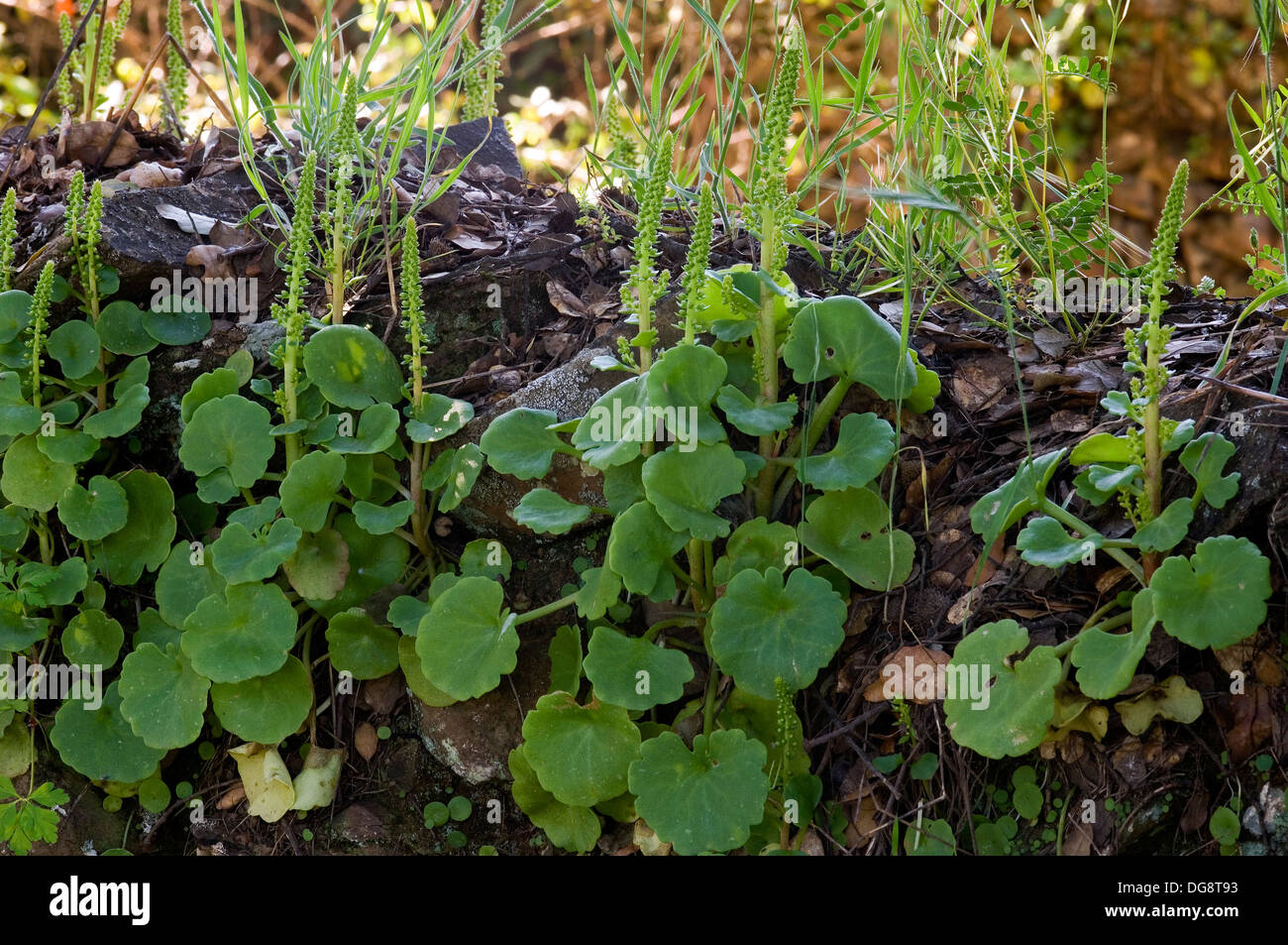 Ombilic rupestris Banque de photographies et d’images à haute ...