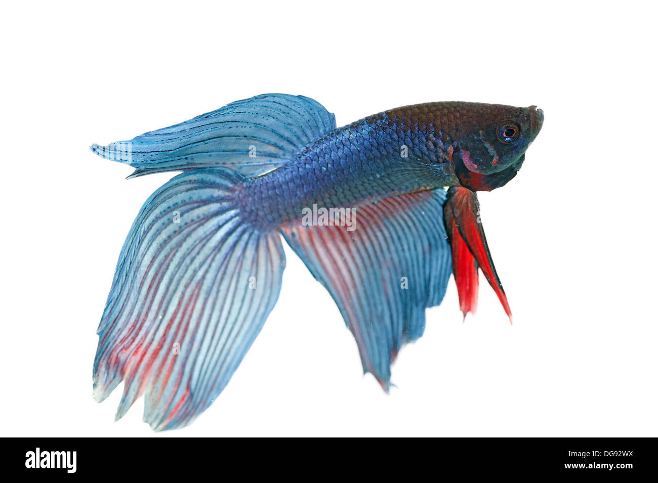 Betta bleu Banque de photographies et d’images à haute résolution - Alamy