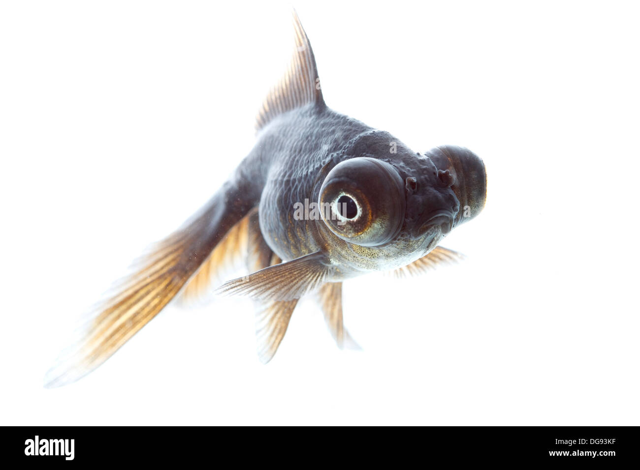 Telescope fish isolated on white Banque de photographies et d’images à ...