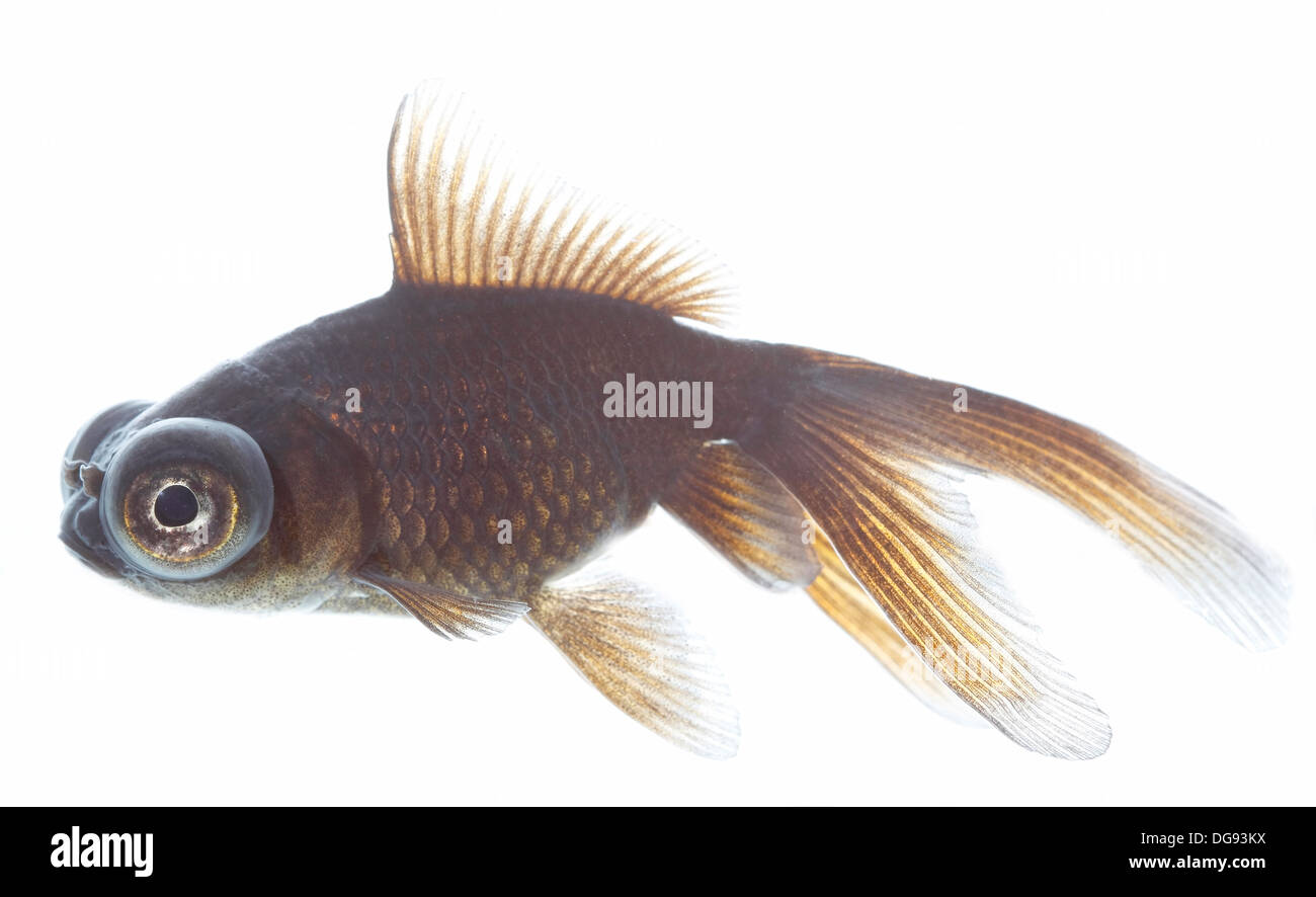Telescope fish isolated on white Banque de photographies et d’images à ...