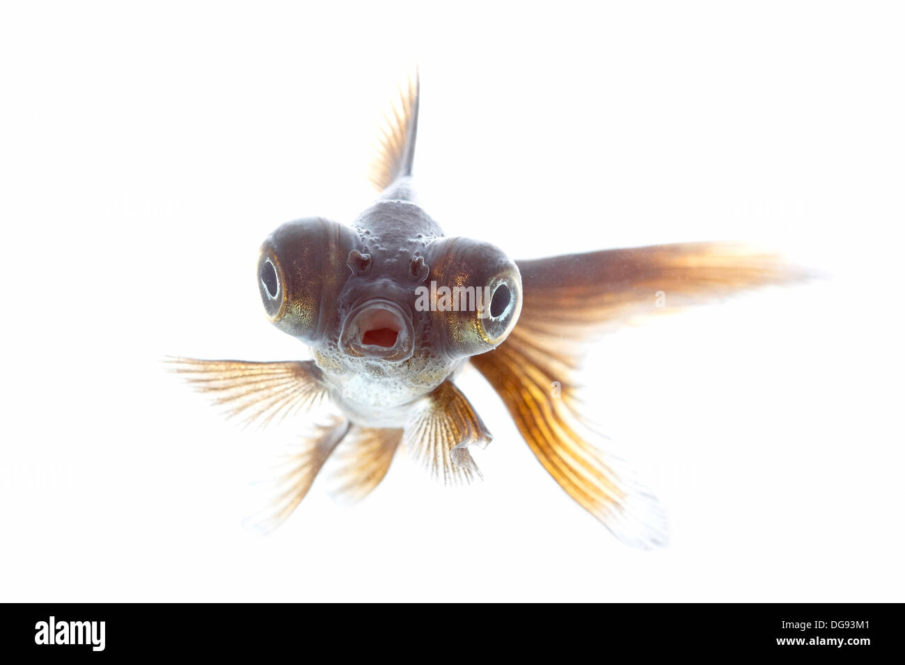 Telescope fish isolated on white Banque de photographies et d’images à ...