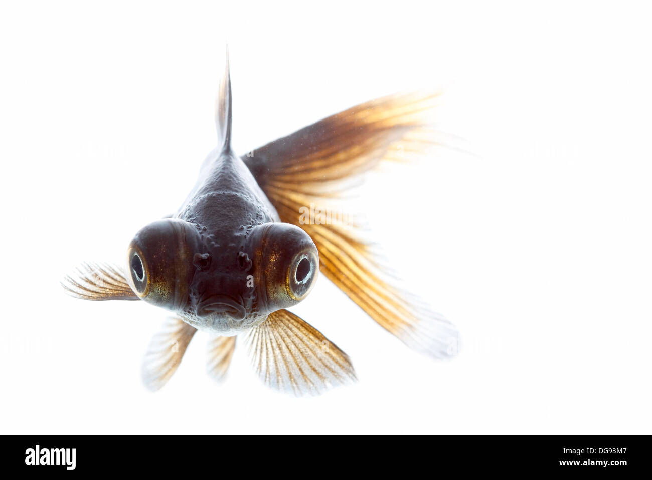 Telescope fish isolated on white Banque de photographies et d’images à ...