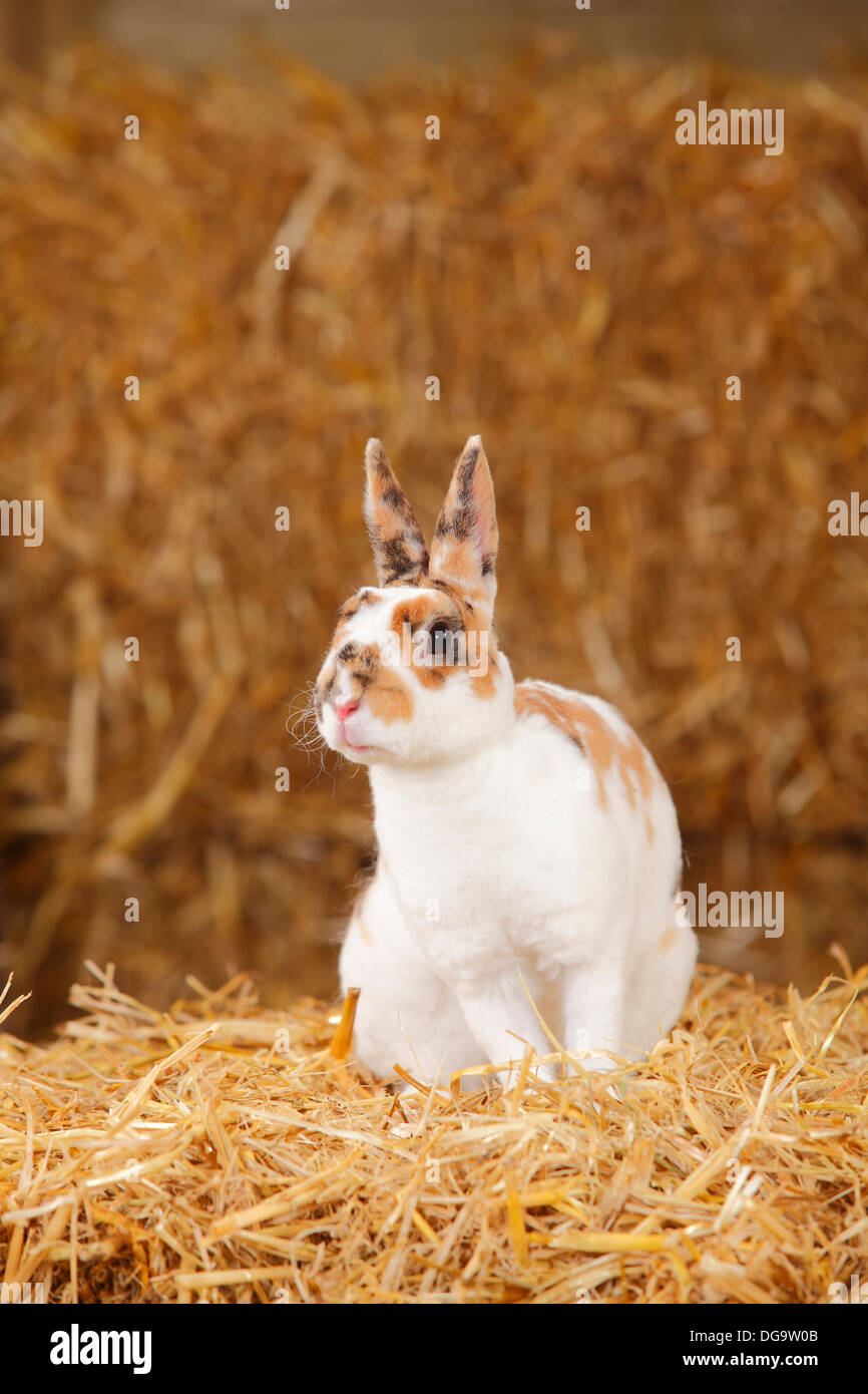 Lapin nain Rex, tricolore dalmatien Photo Stock - Alamy