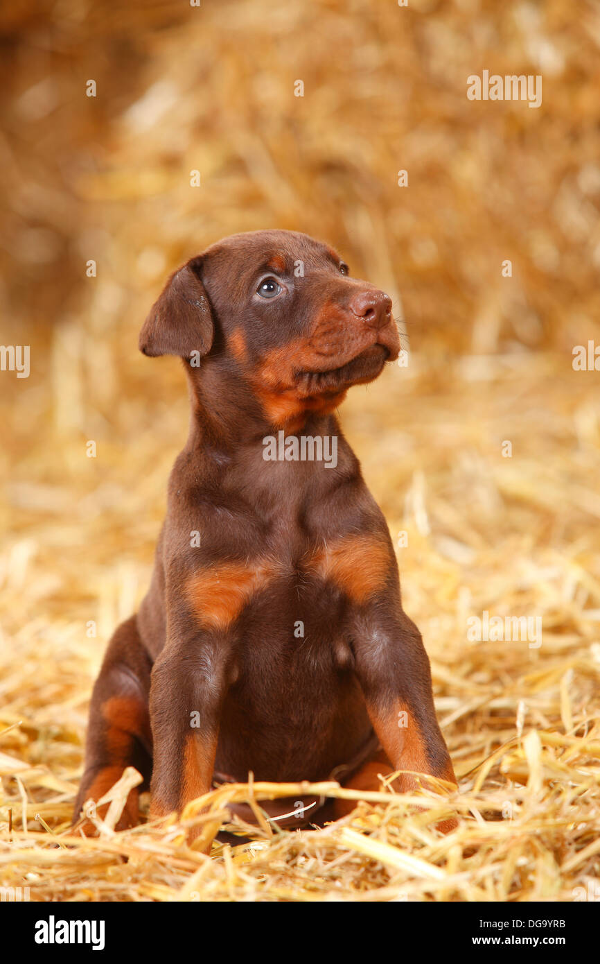 Chiot dobermann Banque de photographies et d’images à haute résolution ...