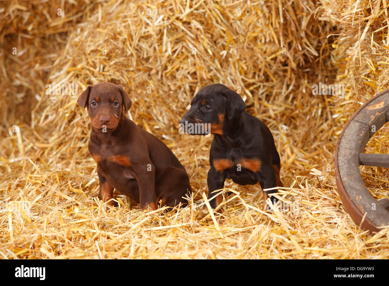 Chiots chiot doberman Banque de photographies et d’images à haute ...
