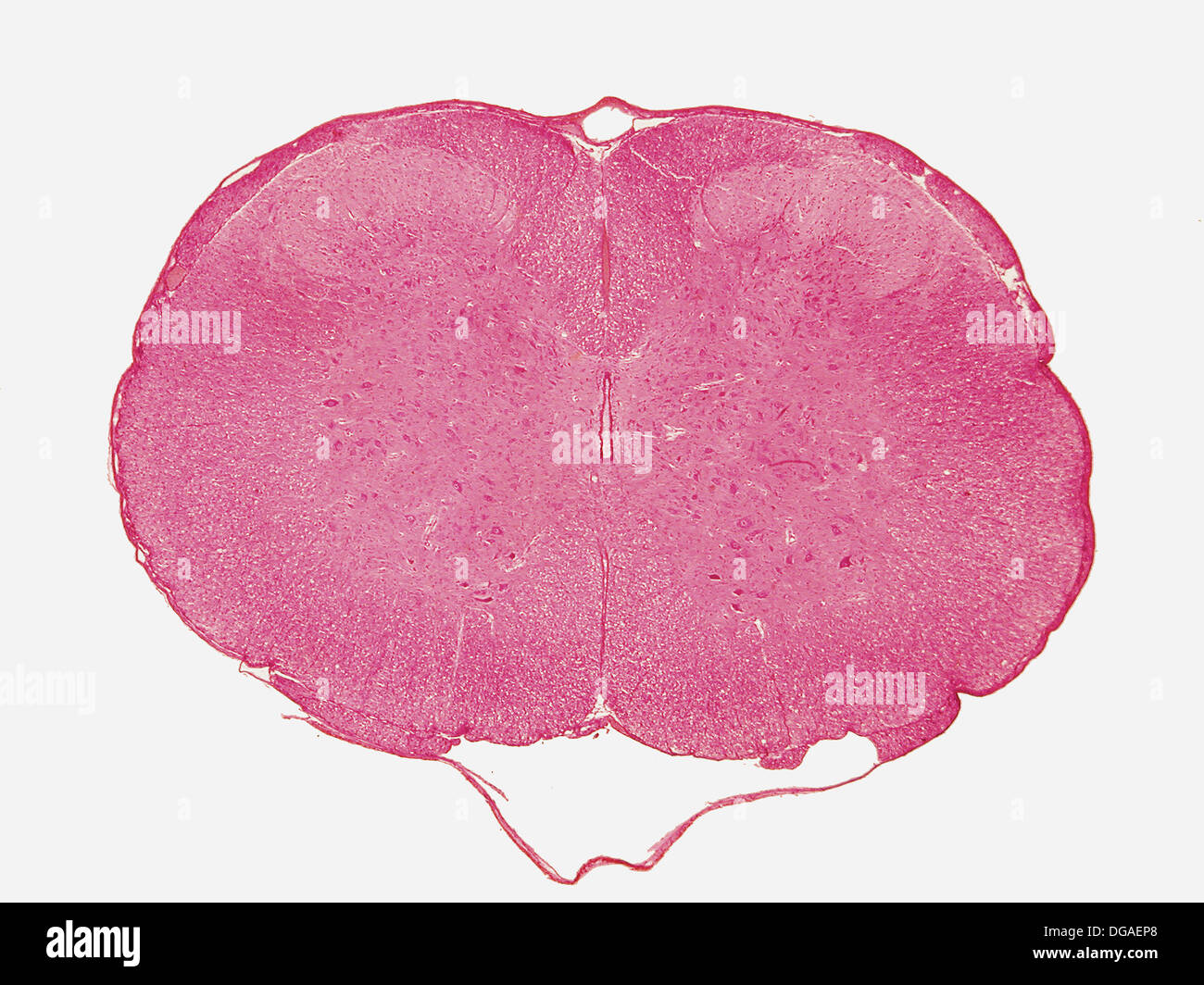 Anatomie Des Tissus Banque d'image et photos - Alamy