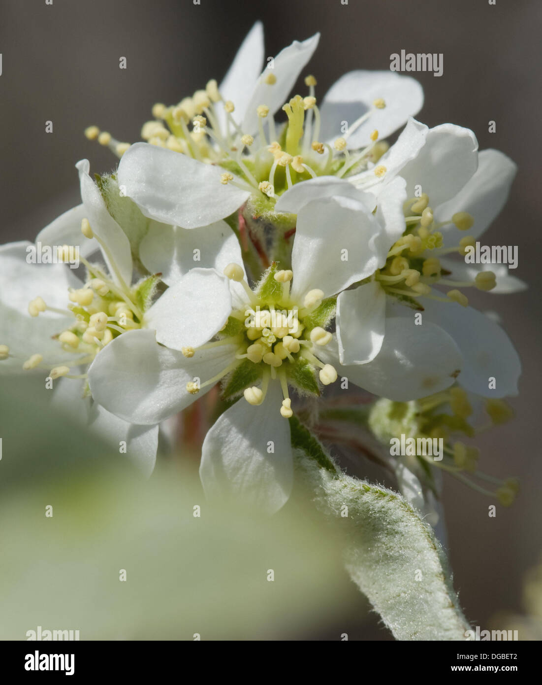 Beach plum flower Banque de photographies et d’images à haute ...