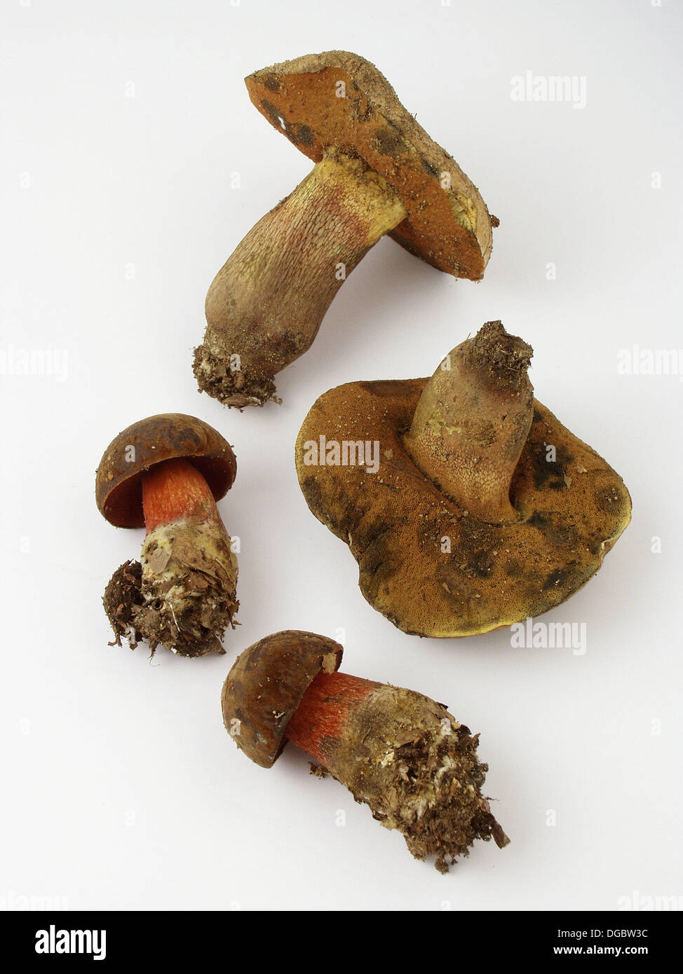 Boletus satanas Banque de photographies et d’images à haute résolution ...