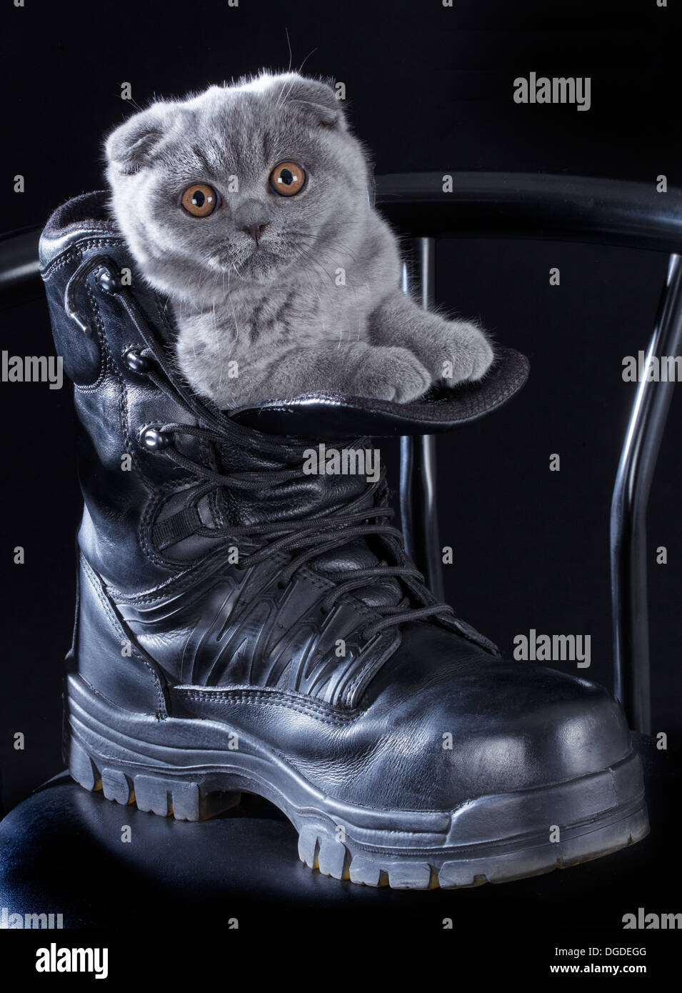 Le chat botté Banque de photographies et d’images à haute résolution ...