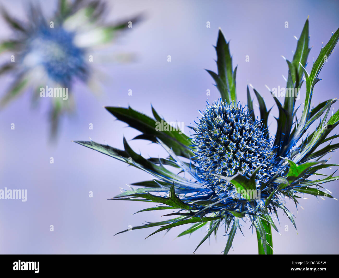 Chardon bleu Banque de photographies et d’images à haute résolution - Alamy